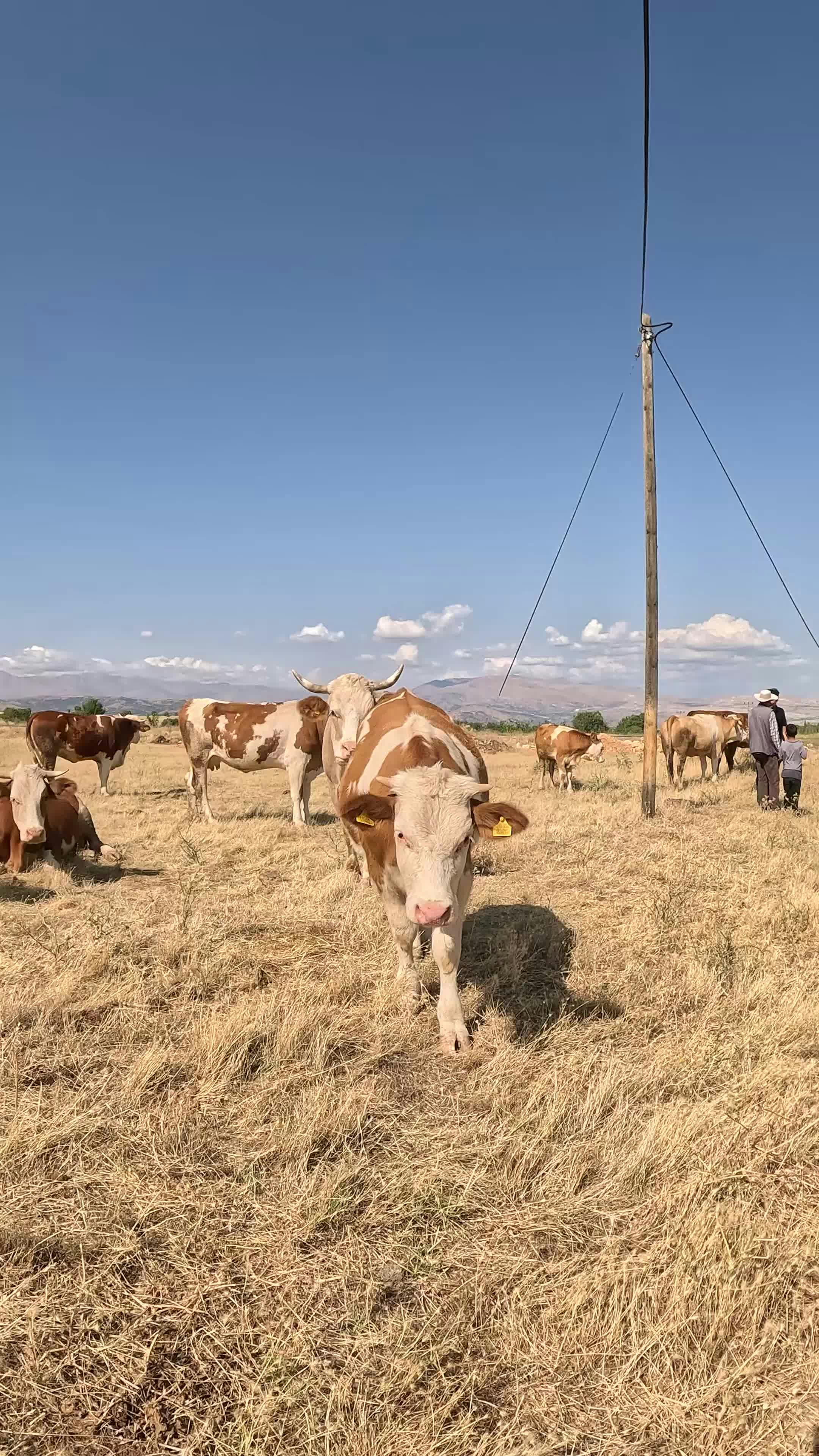 Cow Car Videos, Download The BEST Free 4k Stock Video Footage & Cow Car ...