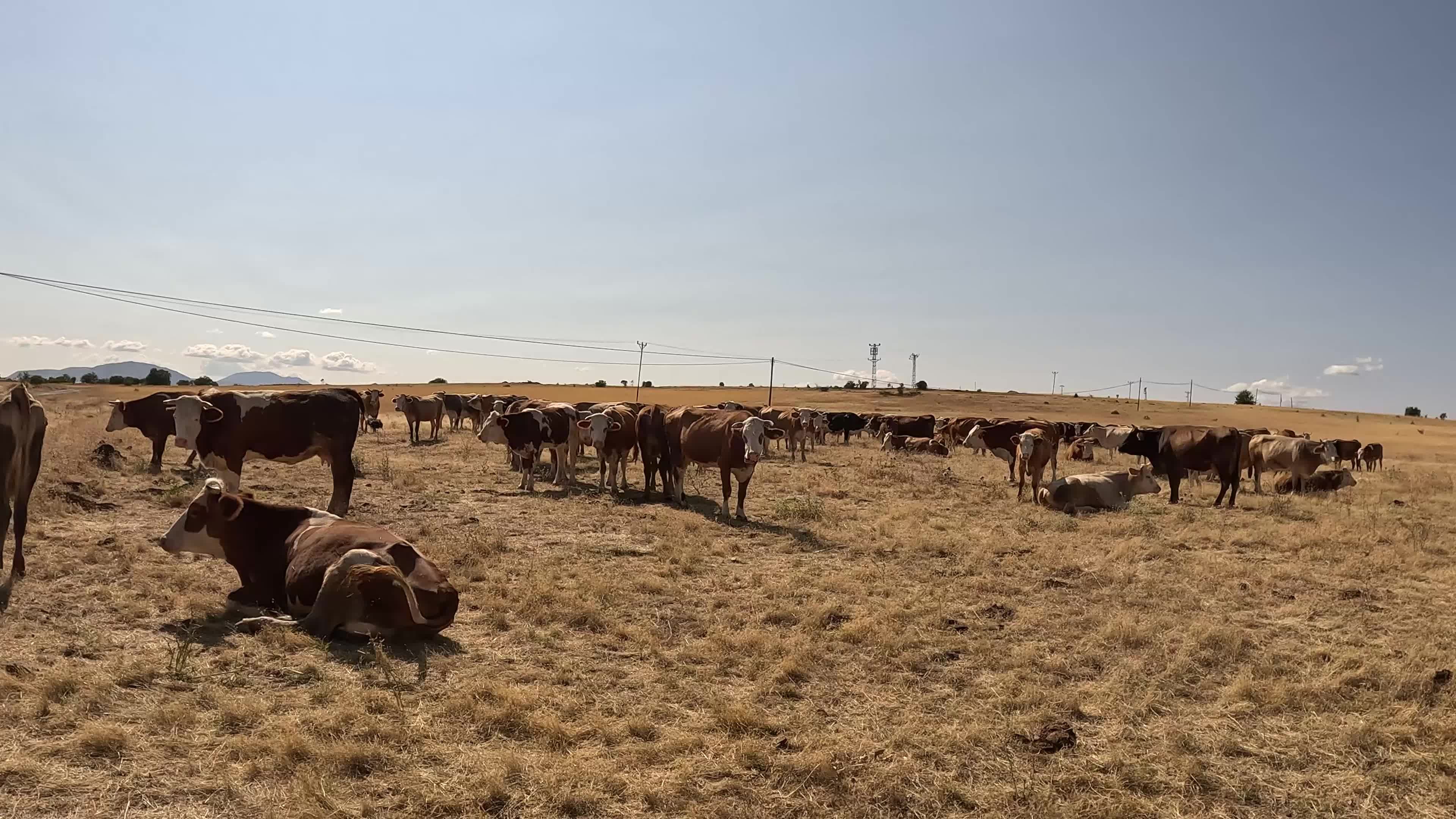 4k Milk Cow Farm Videos, Download The BEST Free 4k Stock Video Footage ...