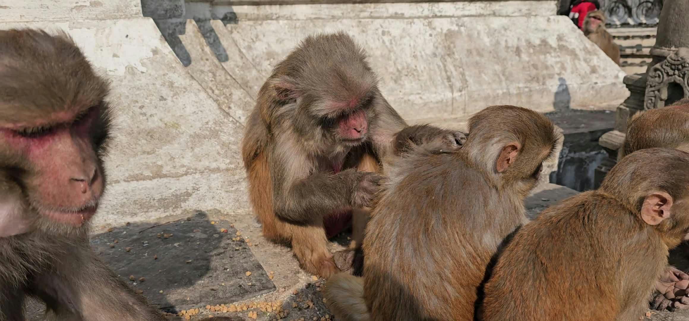 A monkey sitting on a ledge in front of a building Free Stock Video ...