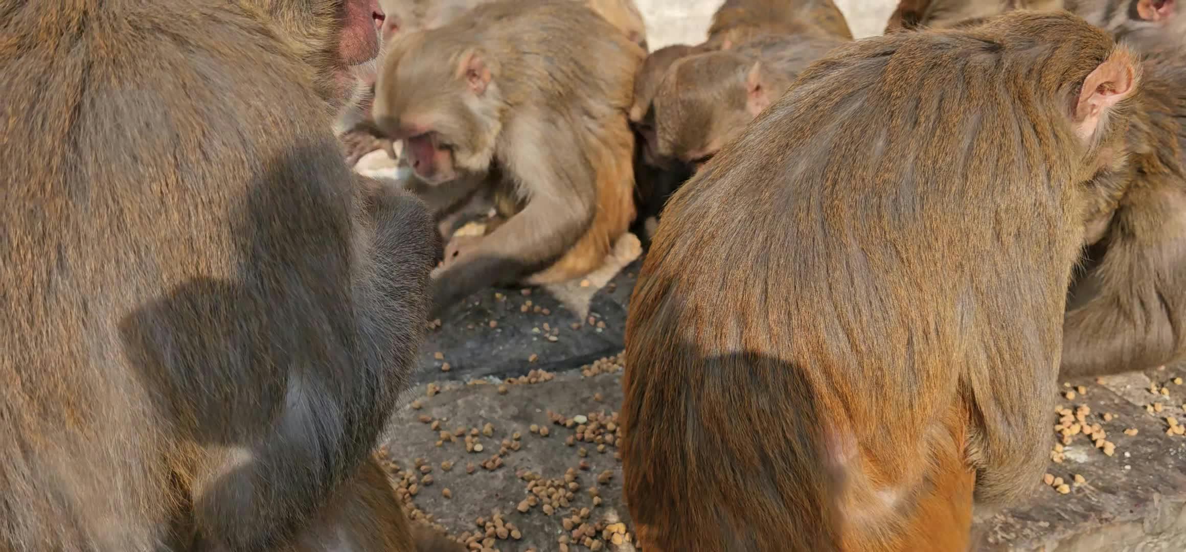 Monkey Eating Free Stock Video Footage, Royalty-Free 4K & HD Video Clip