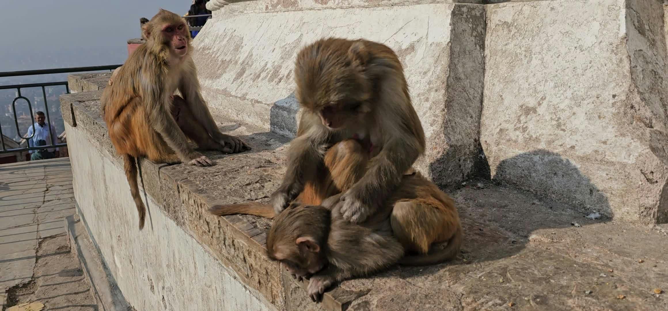 Monkeys And Human Videos, Download The BEST Free 4k Stock Video Footage & Monkeys And Human HD ...