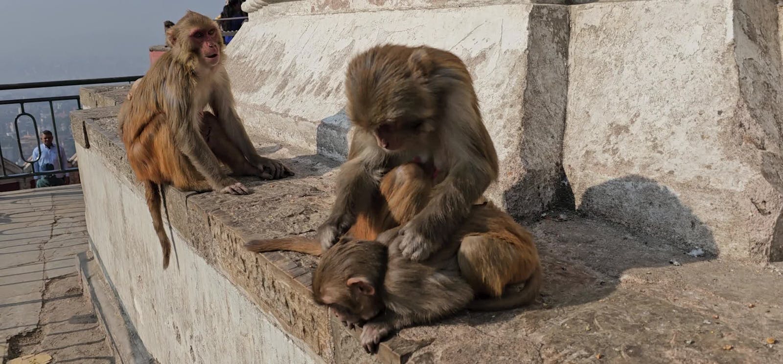 Funny Monkey Videos, Download The BEST Free 4k Stock Video Footage ...