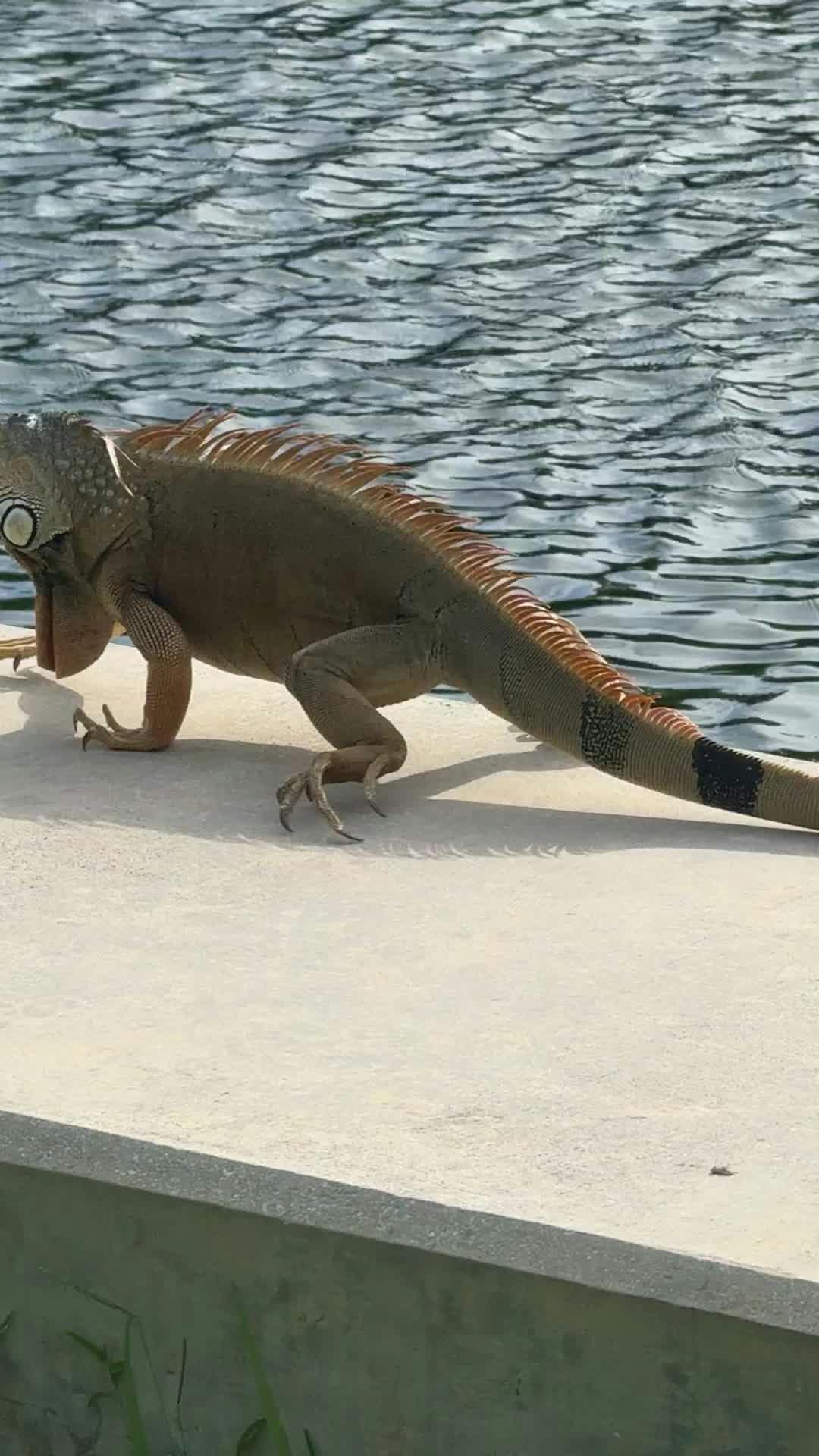 A lizard walking on the edge of a dock by the water Free Stock Video ...