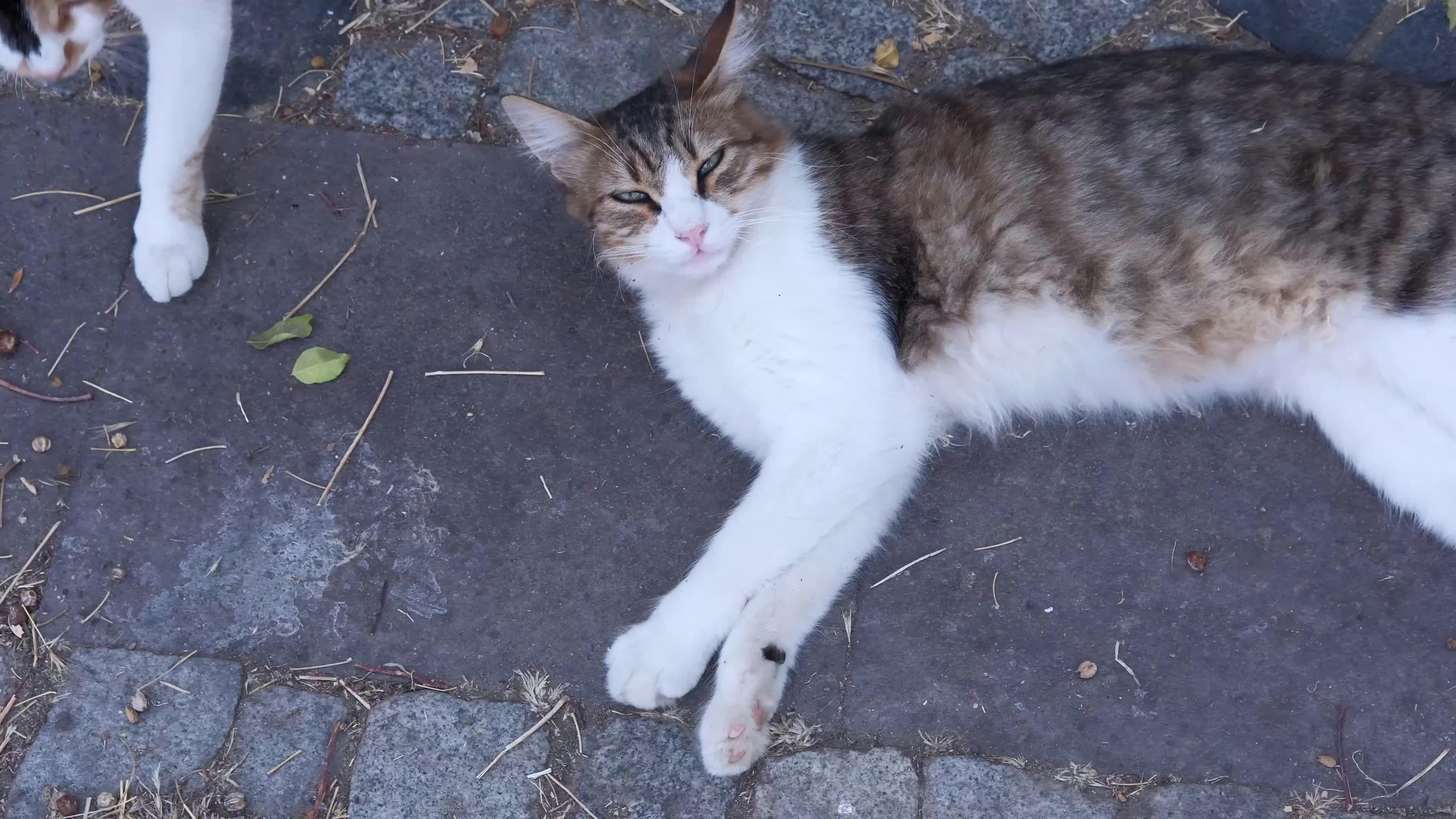 Vídeos de stock gratuitos sobre adorable, al aire libre, animal ...