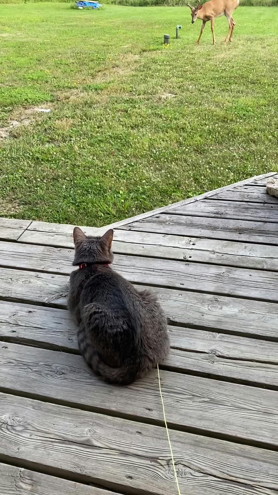 Michelle Fitzgerald - 写真