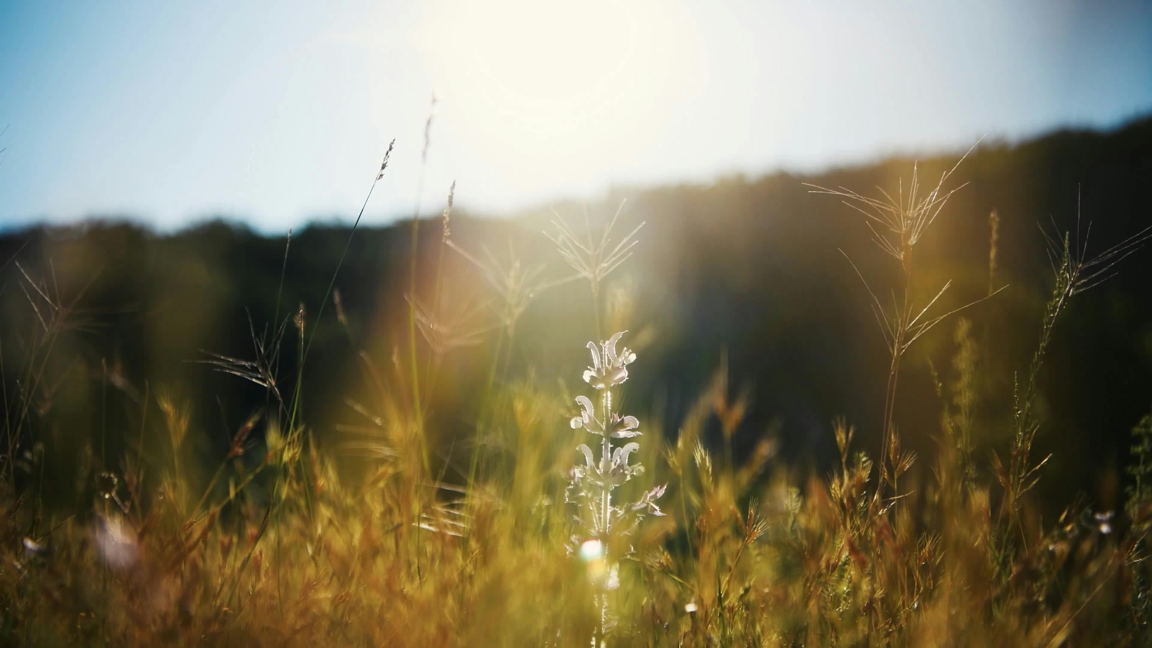 Vídeos de stock gratuitos sobre @al aire libre, agricultura, amanecer ...