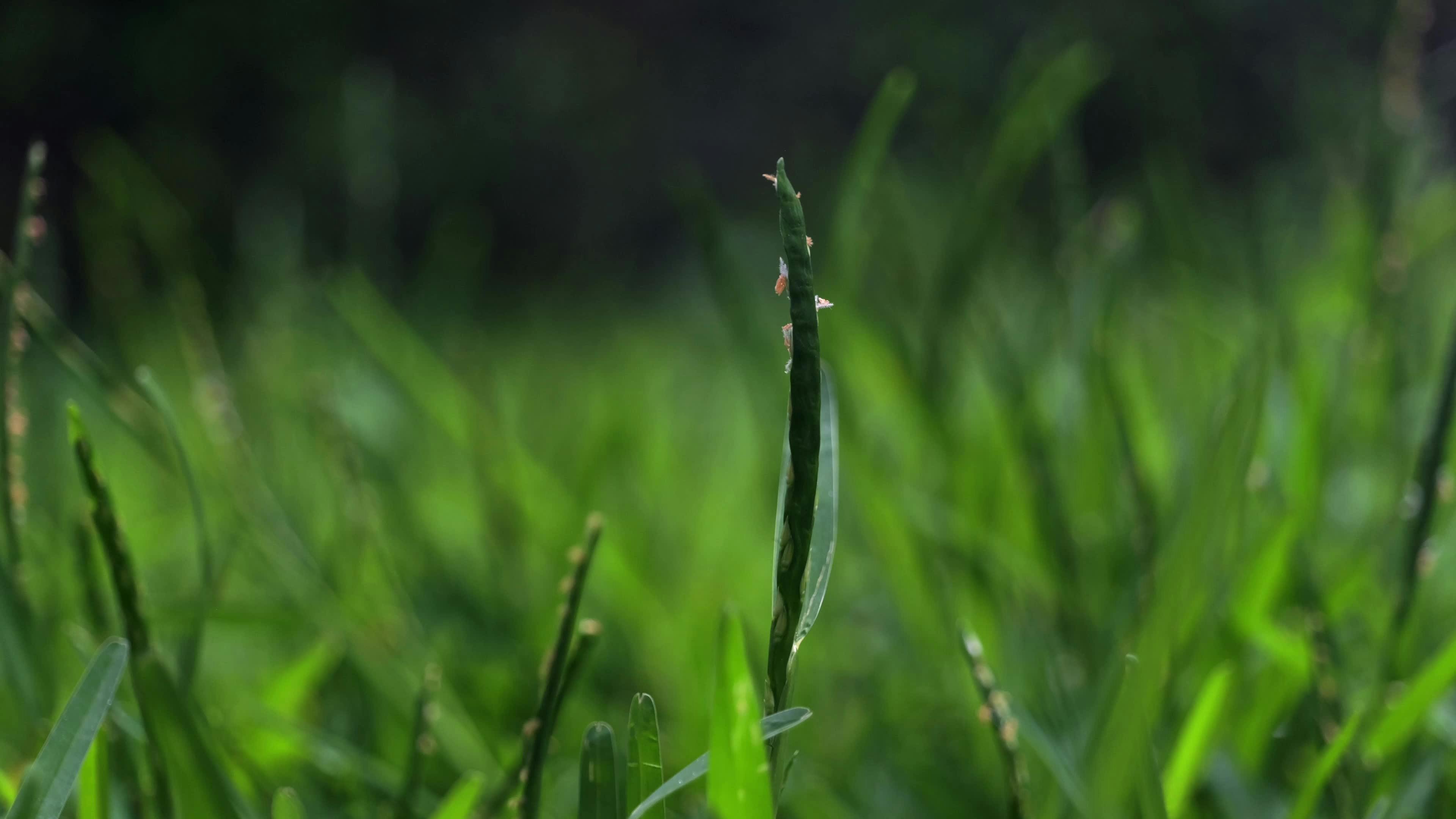 Jose Luis Araya Picado - Fotografía