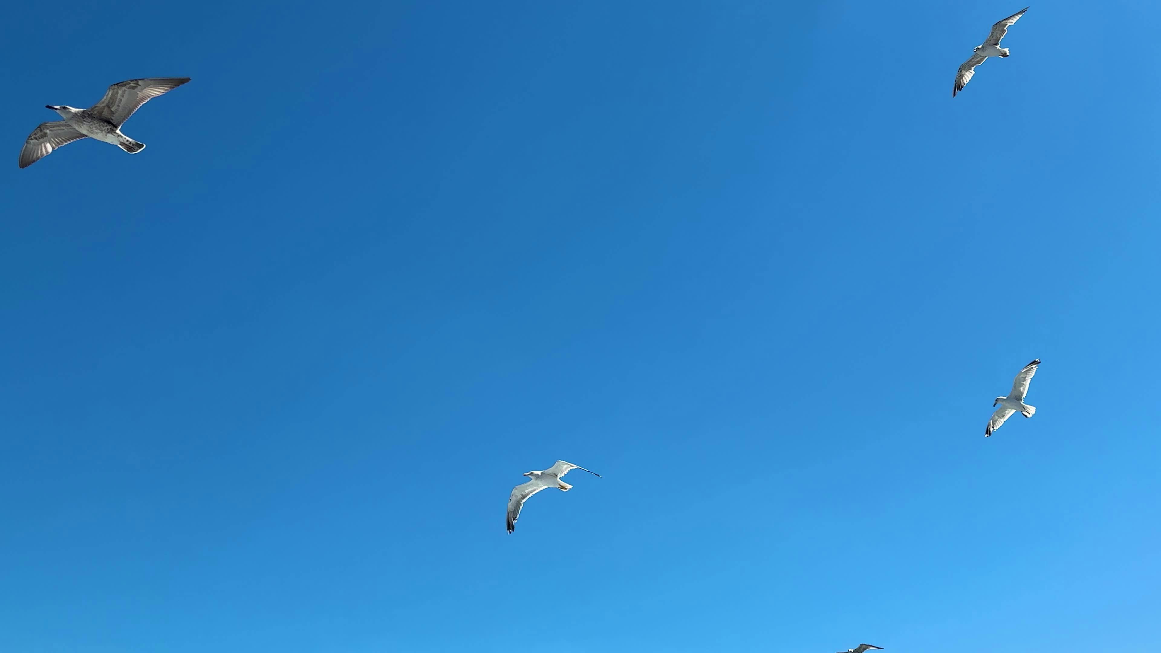 Animated Plane Videos, Download The BEST Free 4k Stock Video Footage ...