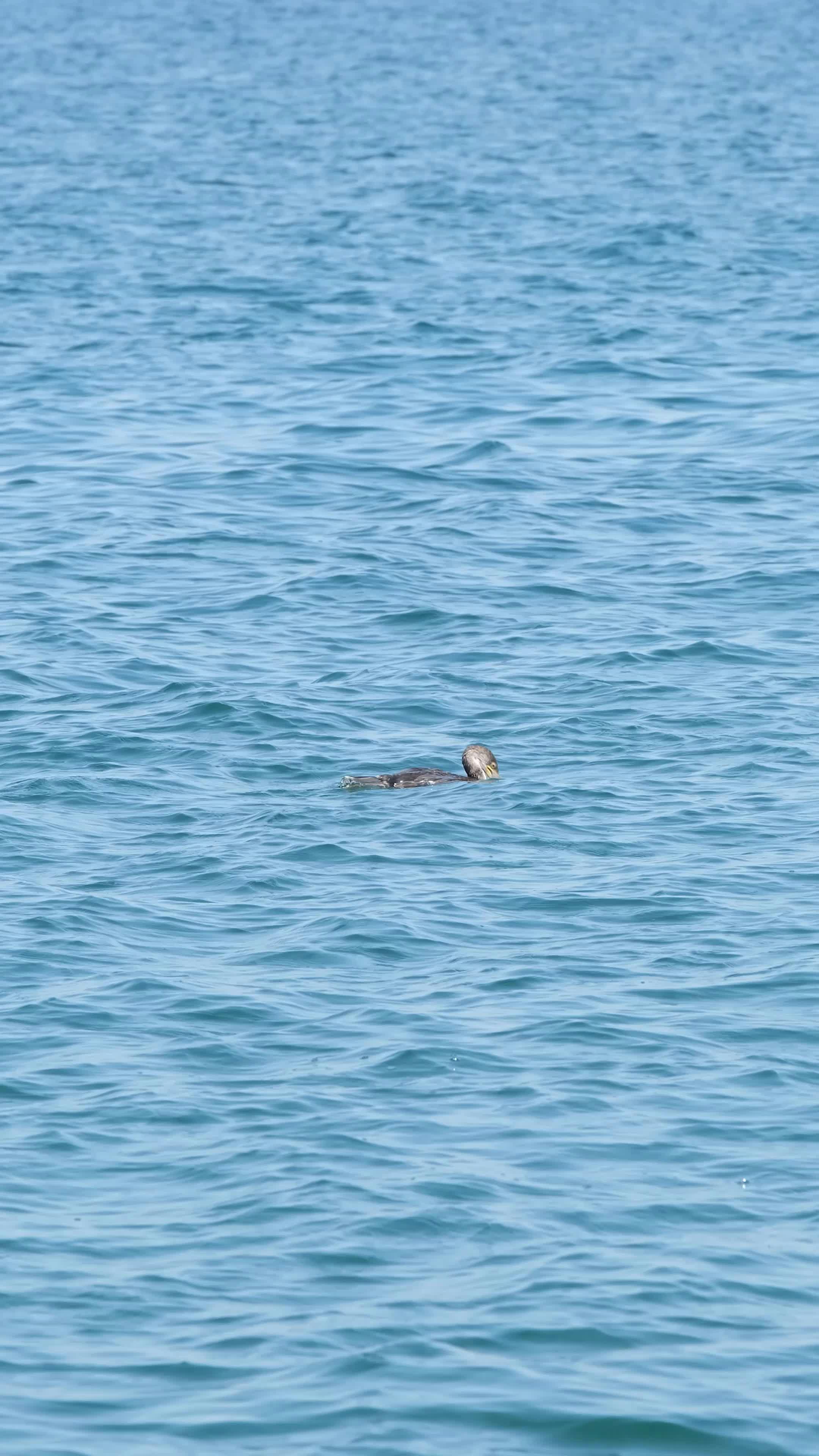 Bird Catch Fish Videos, Download The BEST Free 4k Stock Video Footage ...