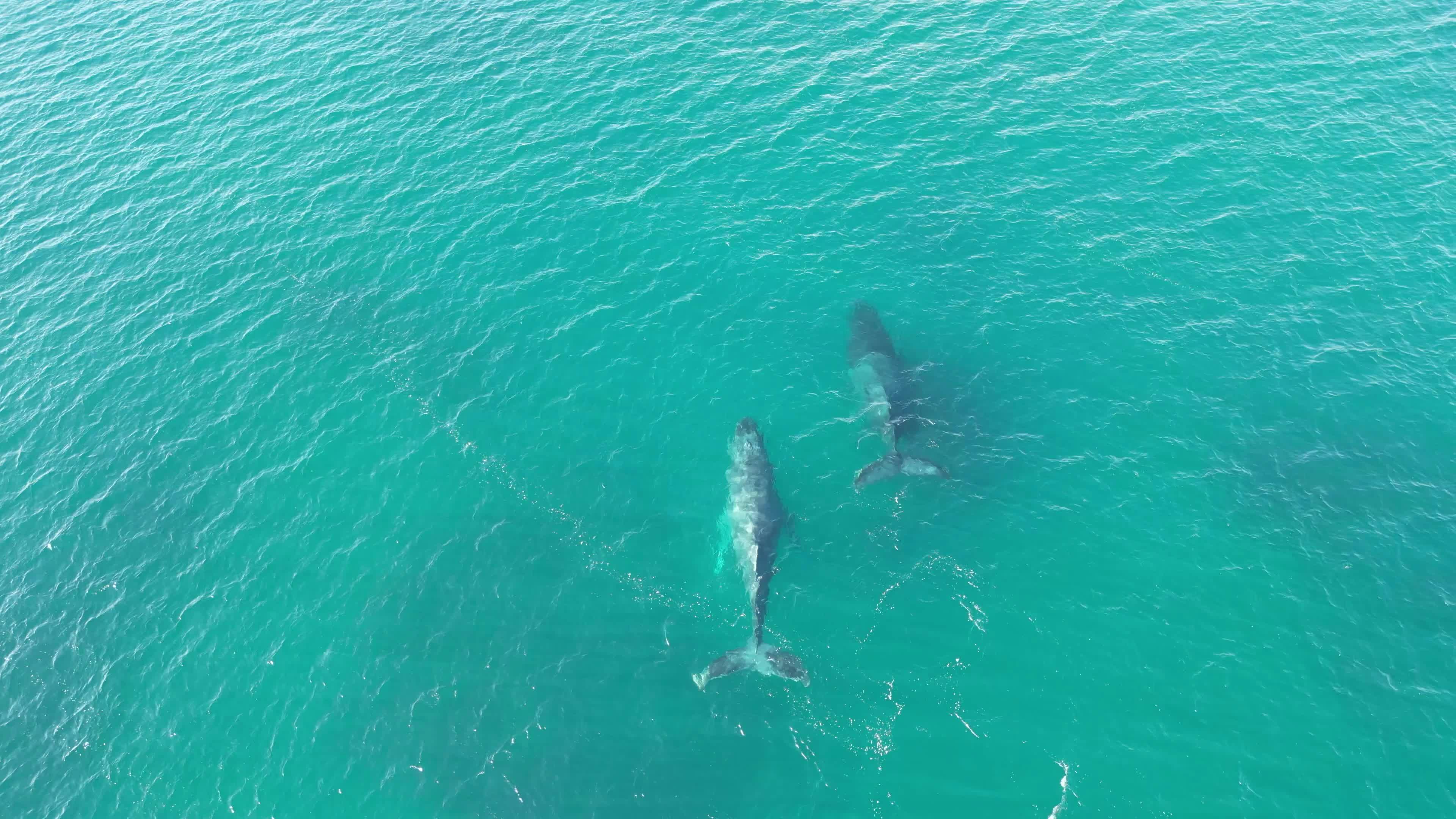 Whale Family Playing Together - Cabo San Lucas, Mexico Free Stock Video ...