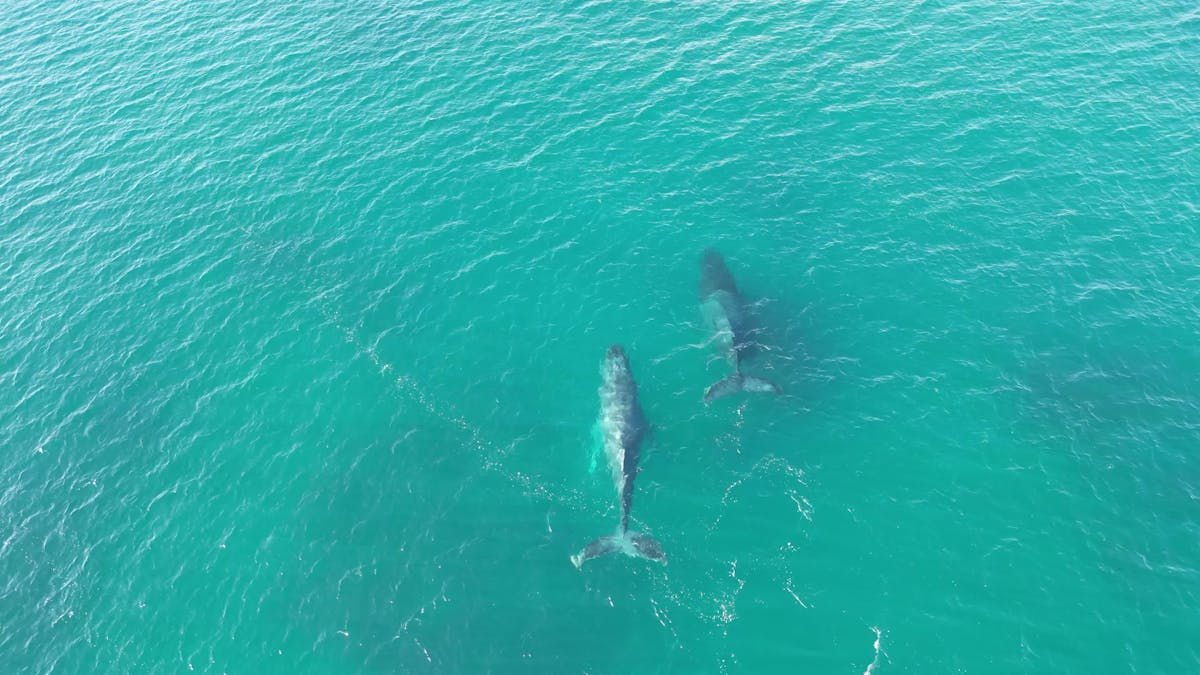 Blue Whale Videos, Download The BEST Free 4k Stock Video Footage & Blue ...