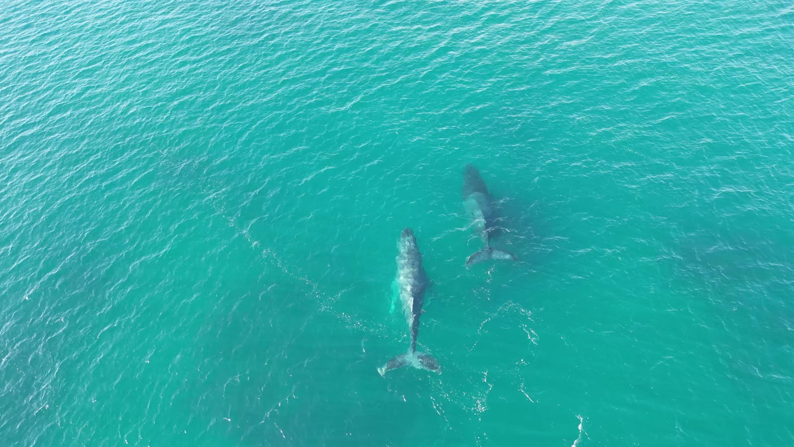 Blue Whale Videos, Download The BEST Free 4k Stock Video Footage & Blue ...