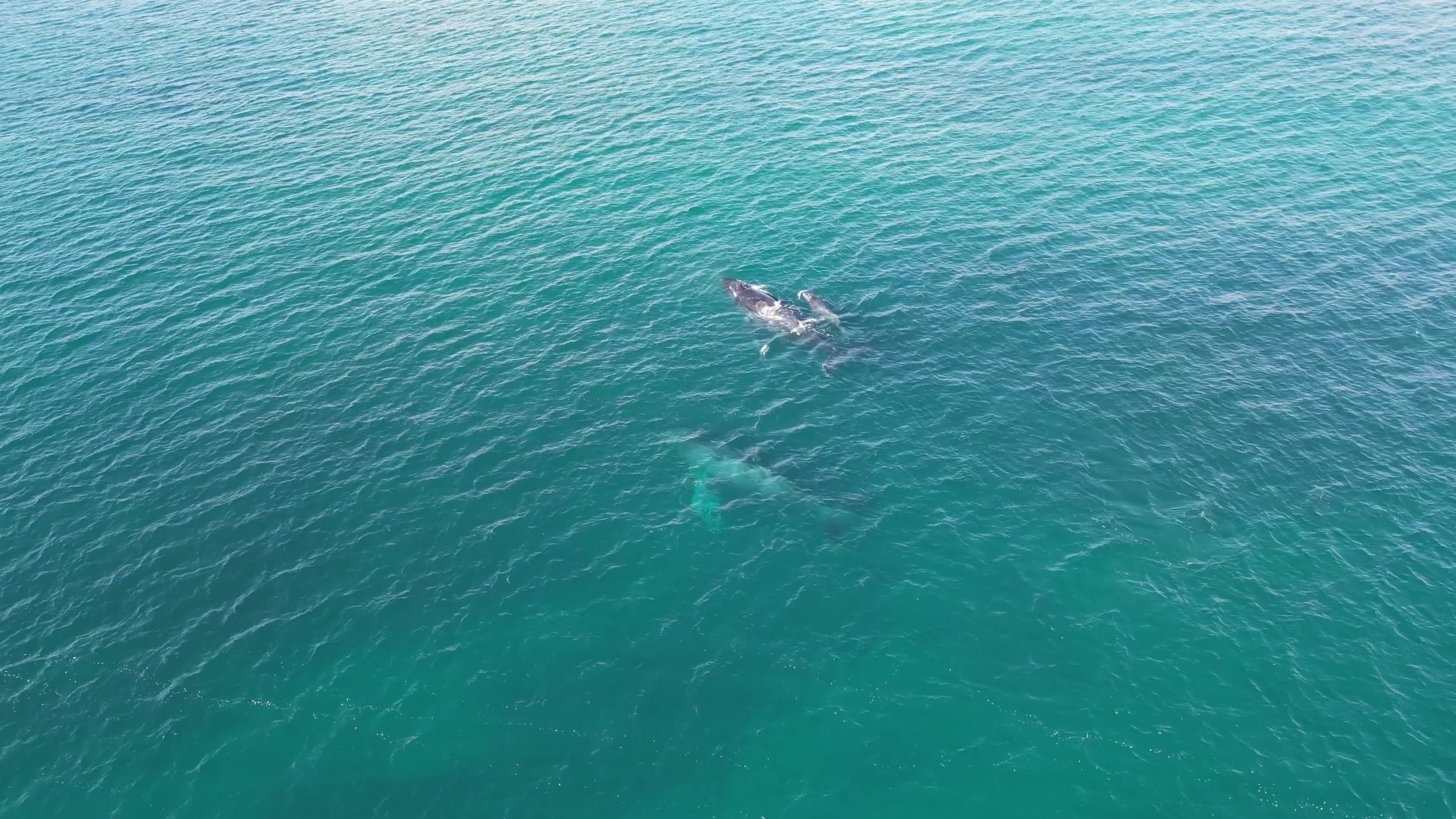 Overhead View of Whale in Ocean Free Stock Video Footage, Royalty-Free ...
