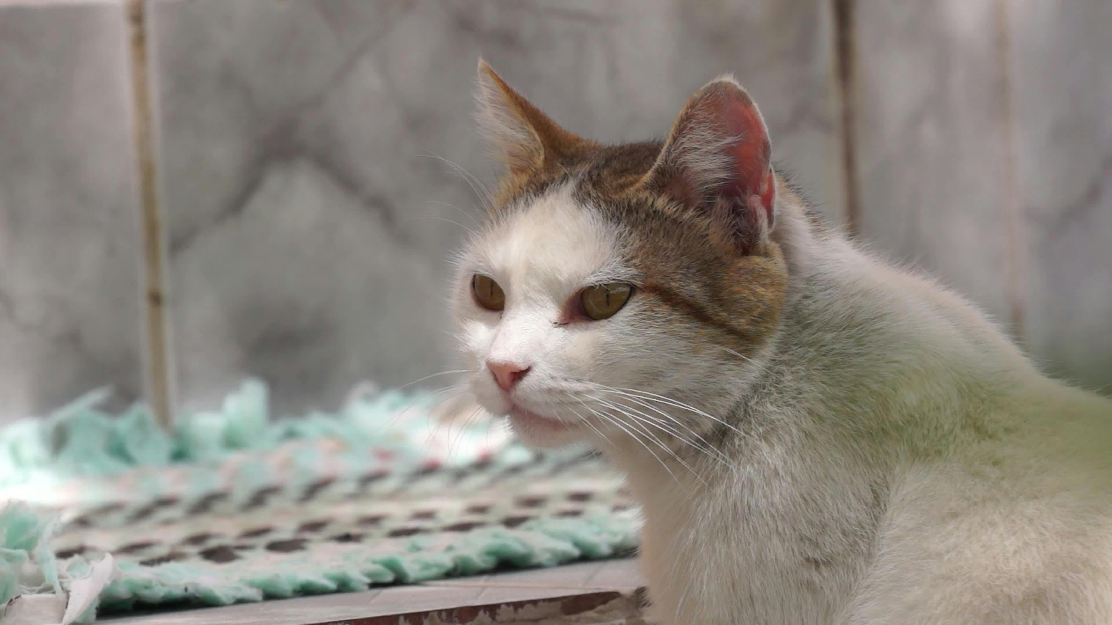 Cats And Nature Videos, Download The BEST Free 4k Stock Video Footage ...