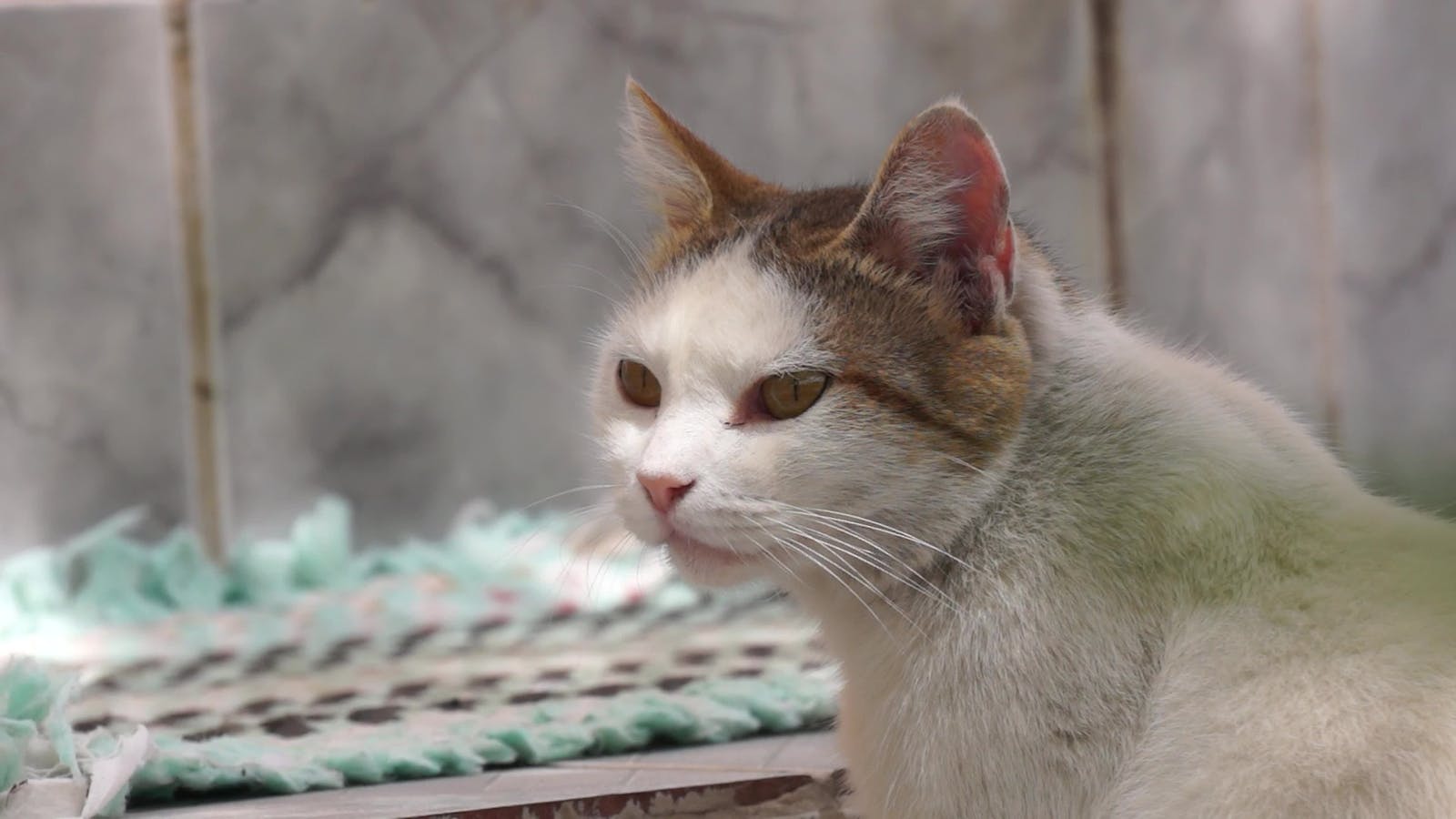 Cats Playing Videos, Download The BEST Free 4k Stock Video Footage ...