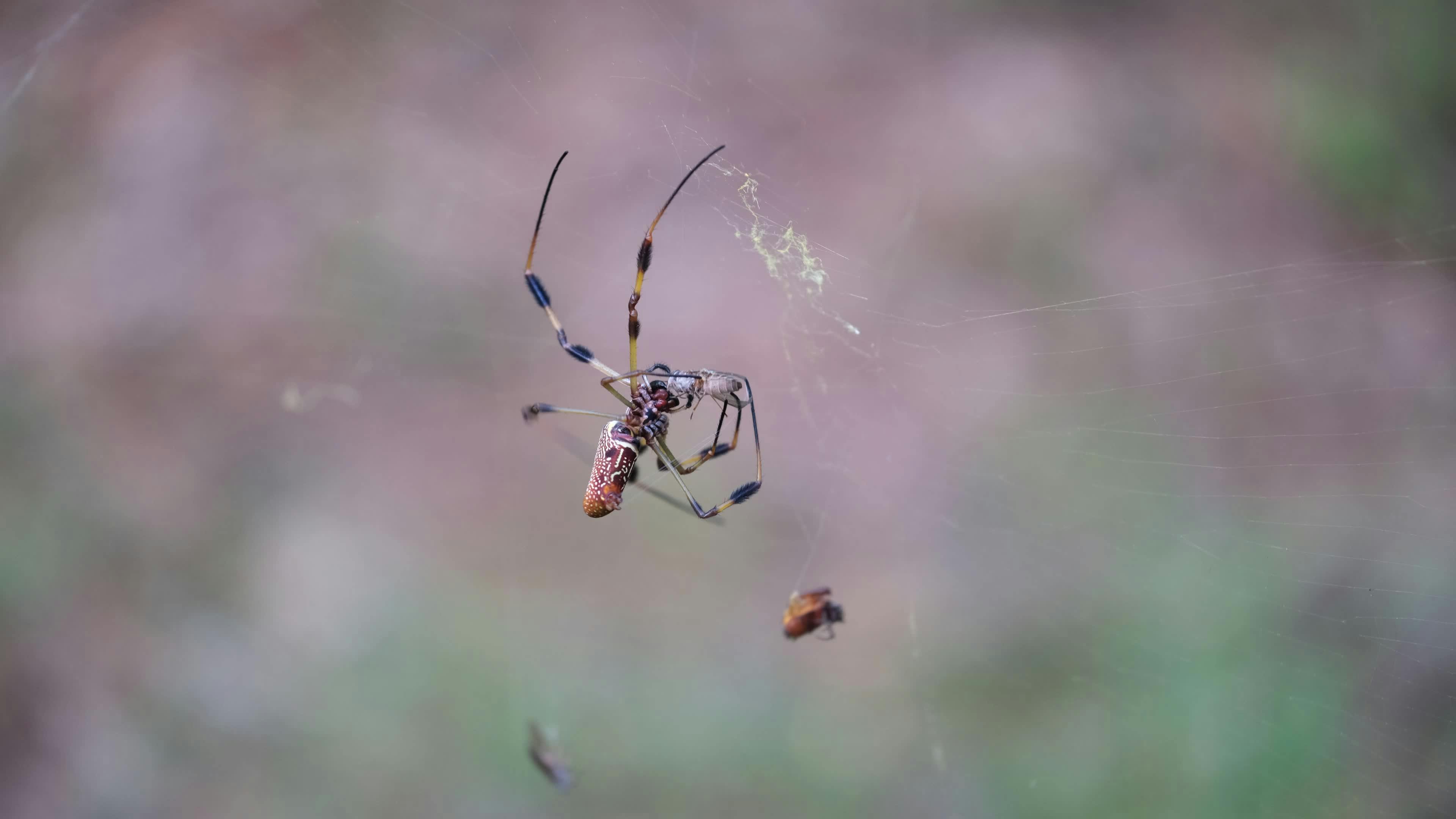 Animal Corpse Videos, Download The BEST Free 4k Stock Video Footage ...