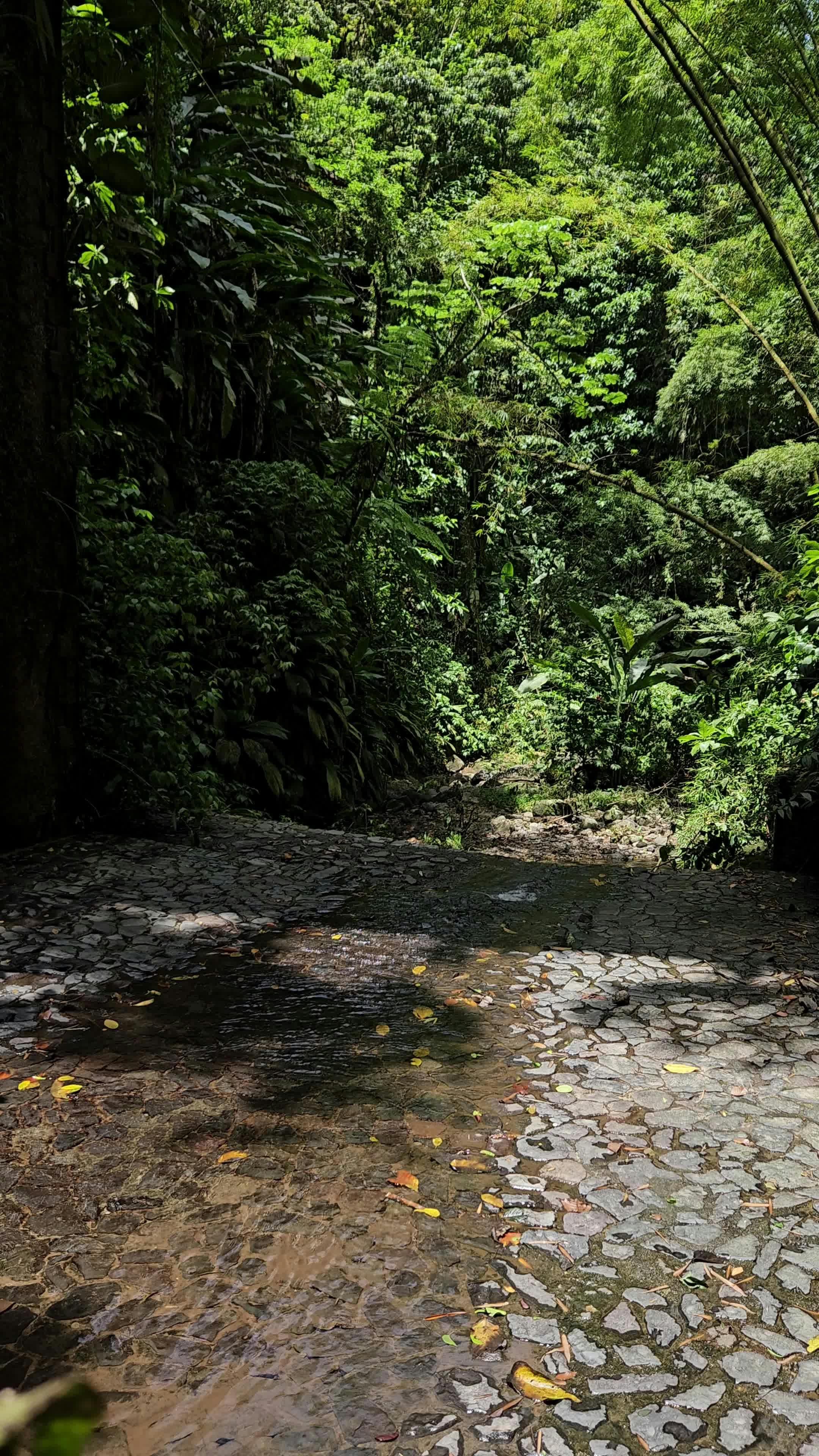 Water Flowing Bamboo Videos, Download The BEST Free 4k Stock Video ...