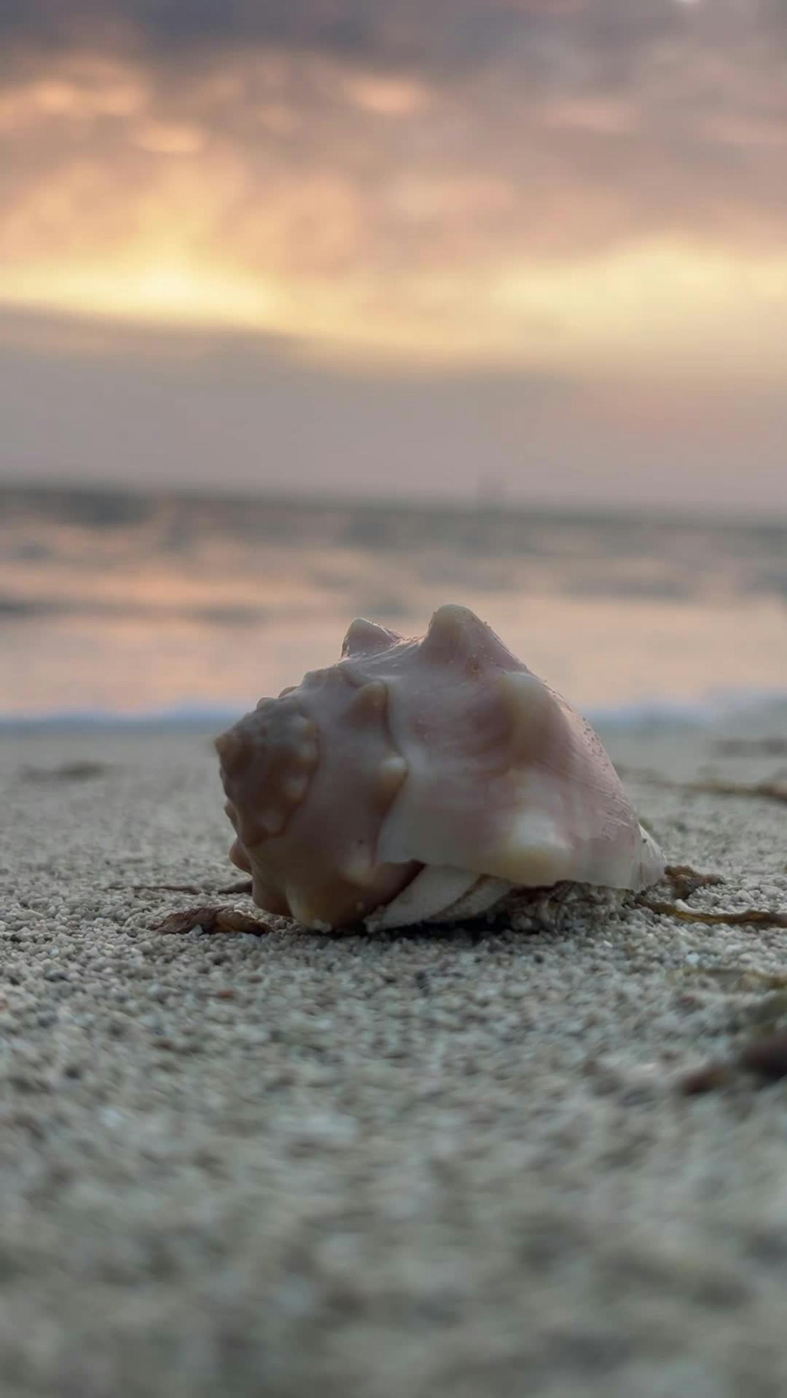 Shell Wallpaper Videos, Download The BEST Free 4k Stock Video Footage ...