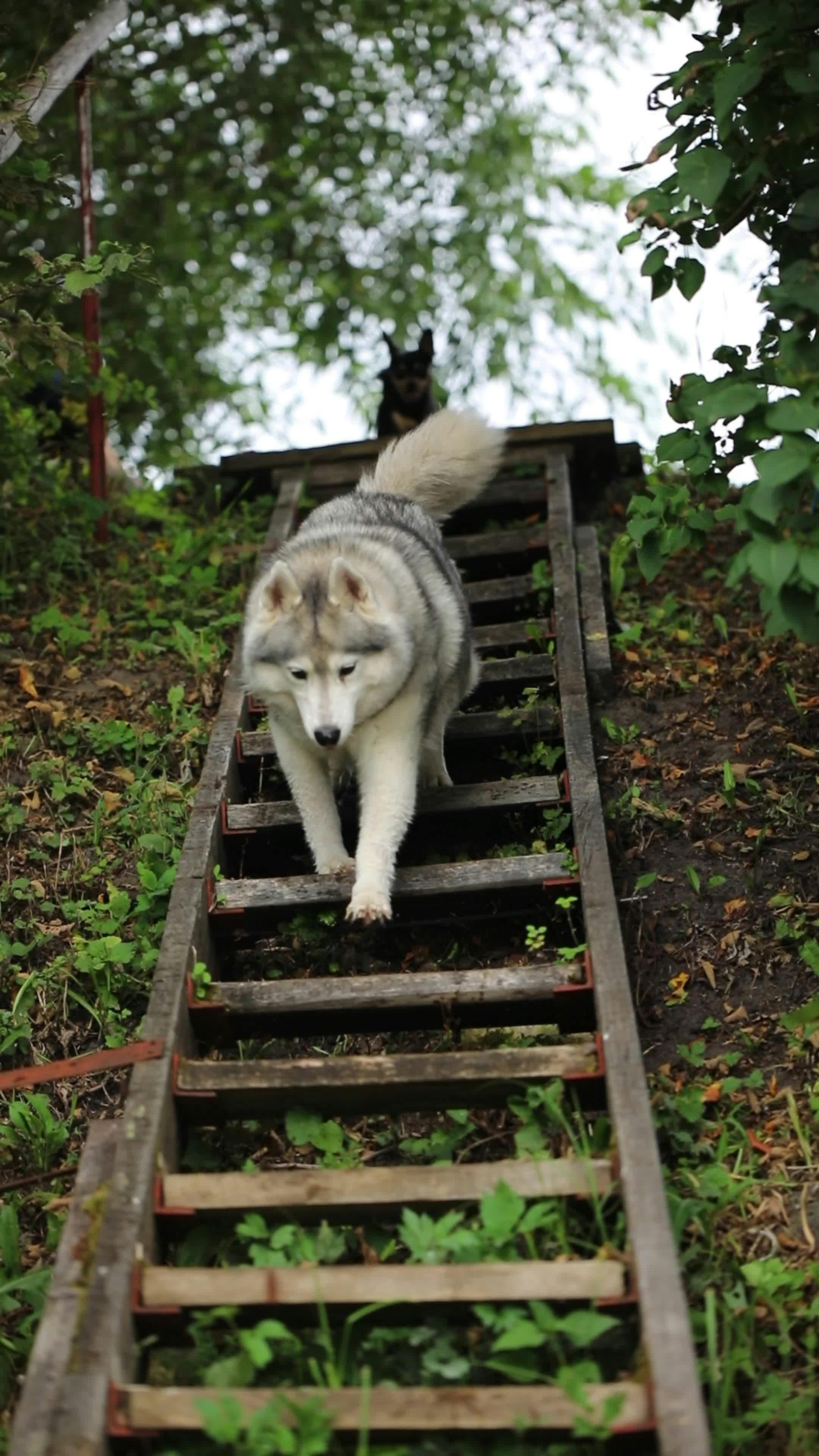 Wolf Path Videos, Download The BEST Free 4k Stock Video Footage & Wolf Path HD Video Clips