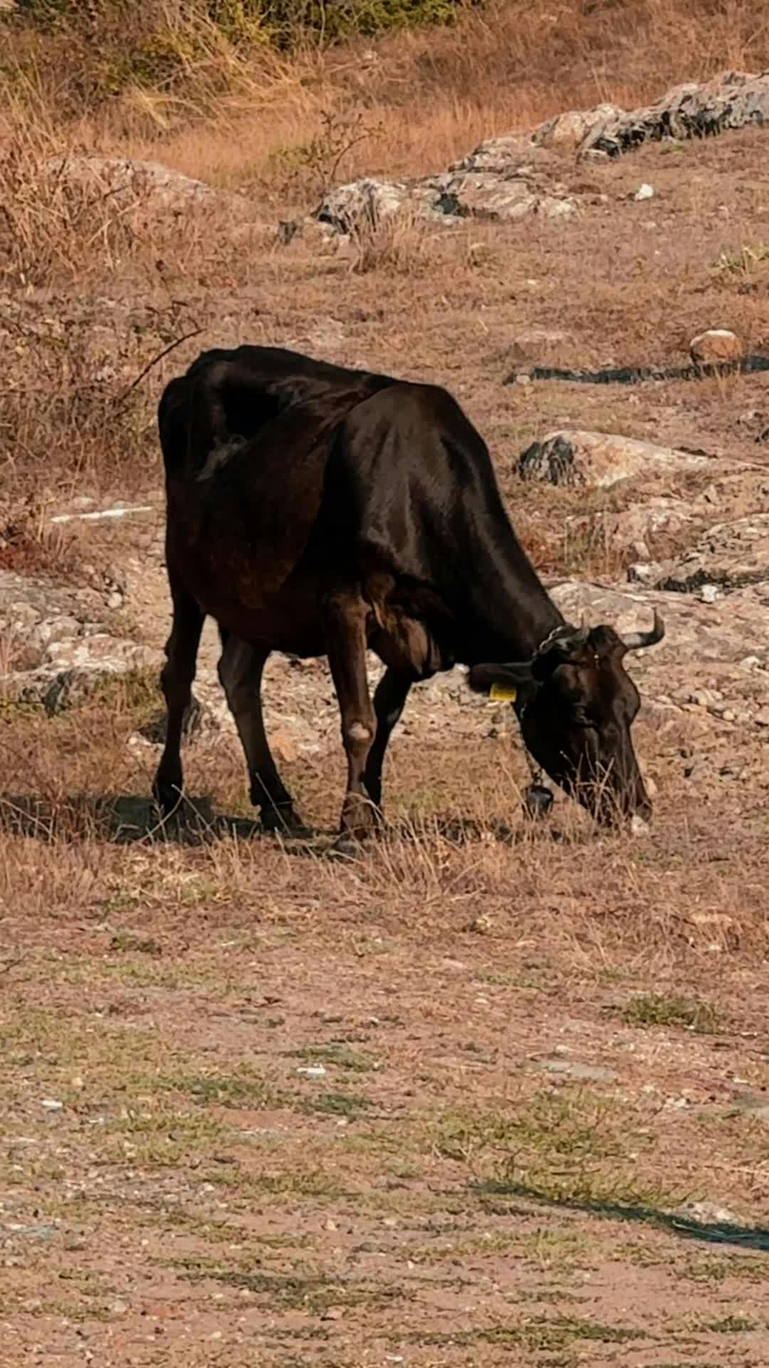 Two cows standing in a field next to a river Free Stock Video Footage ...