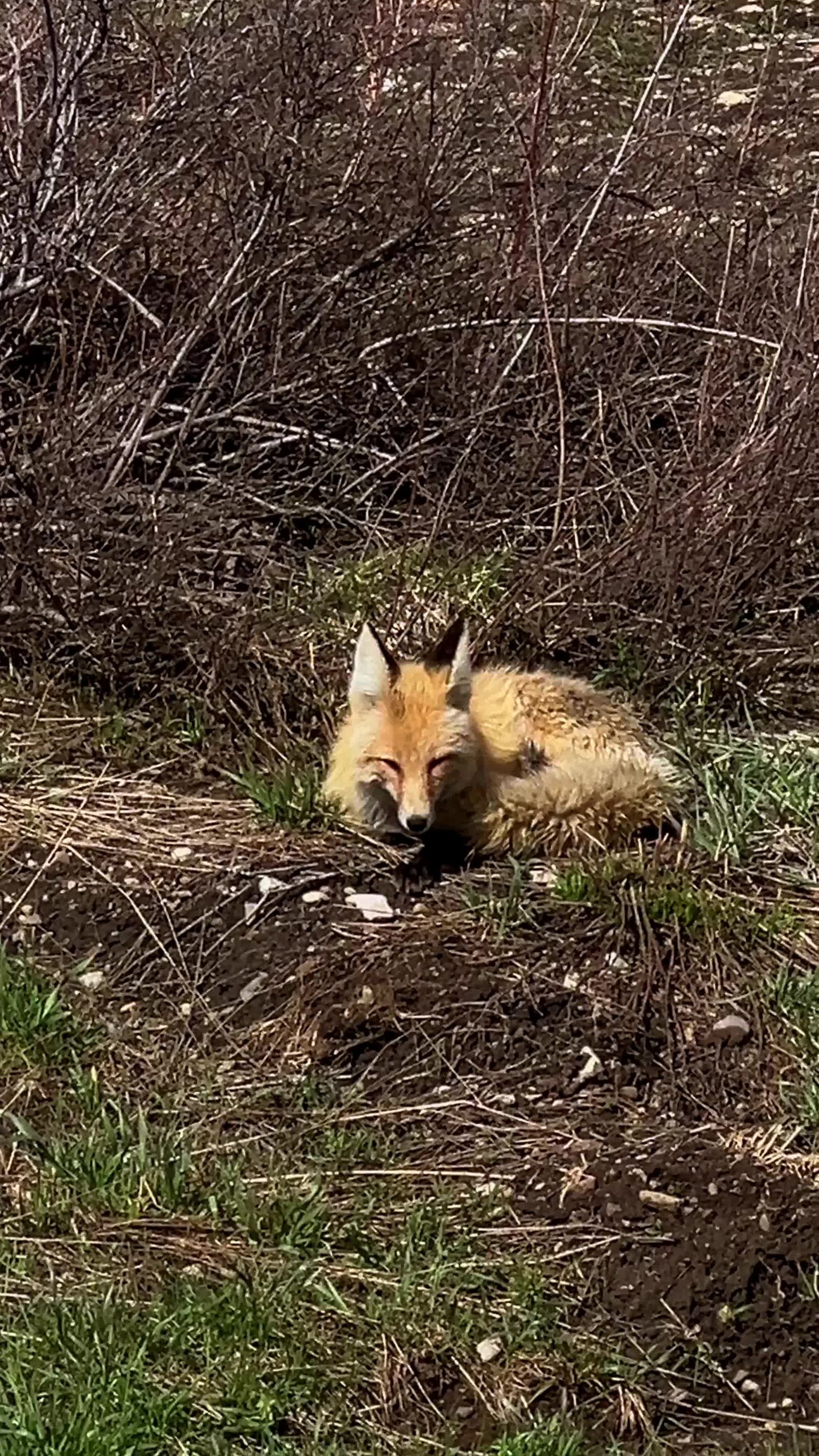 Red Fox Videos, Download The BEST Free 4k Stock Video Footage & Red Fox ...
