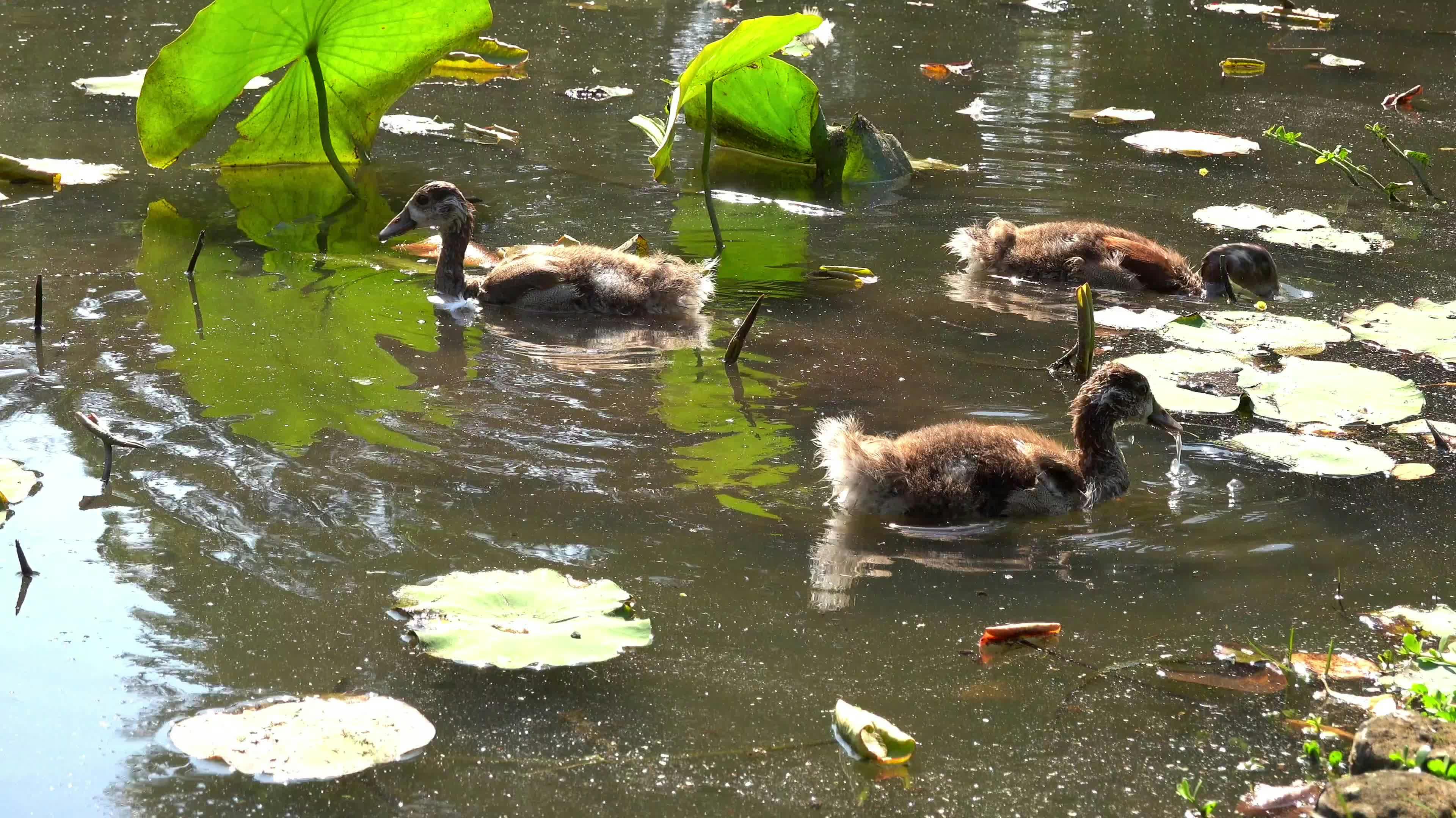 Lotus Animation Videos, Download The BEST Free 4k Stock Video Footage ...