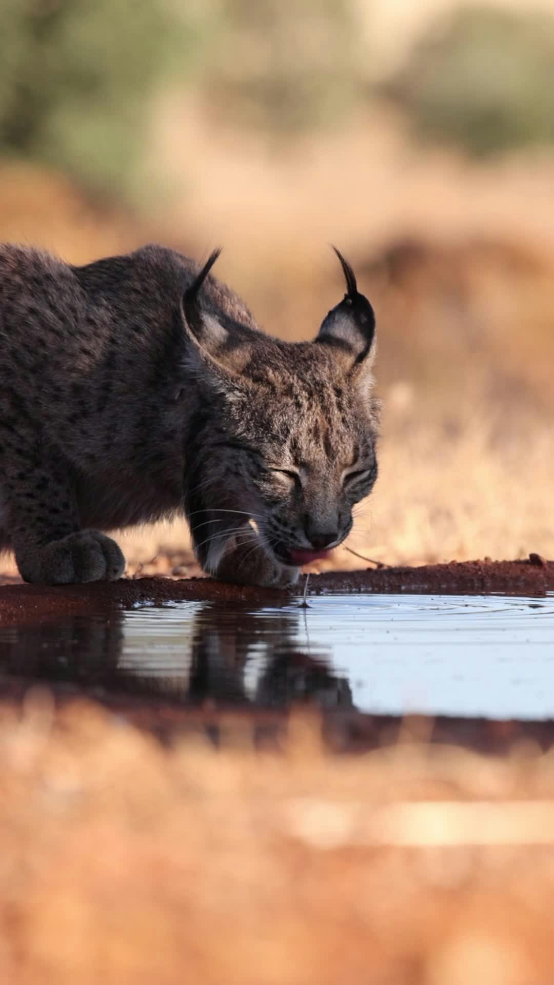 Wild Iberian Lynx in Natural Habitat Free Stock Video Footage, Royalty ...