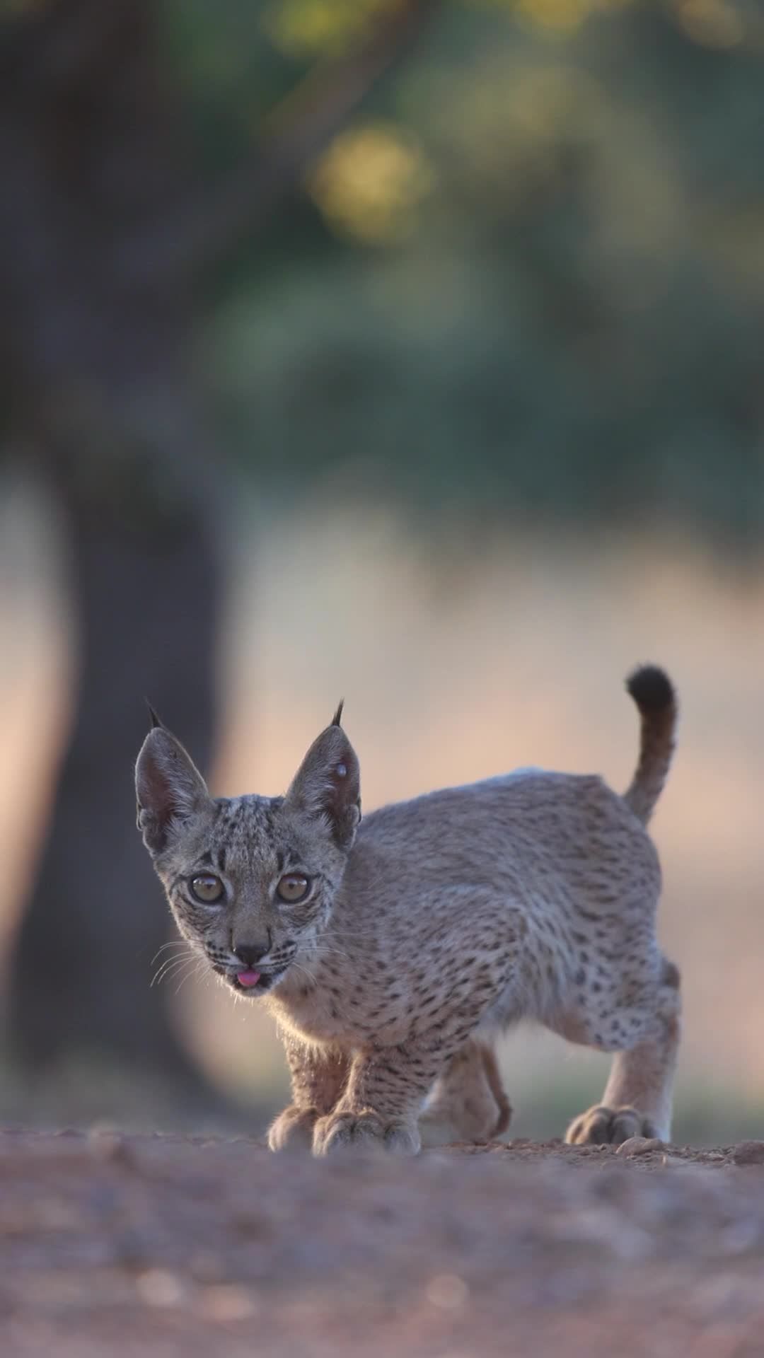 Lynx Puppy Free Stock Video Footage, Royalty-Free 4K & HD Video Clip
