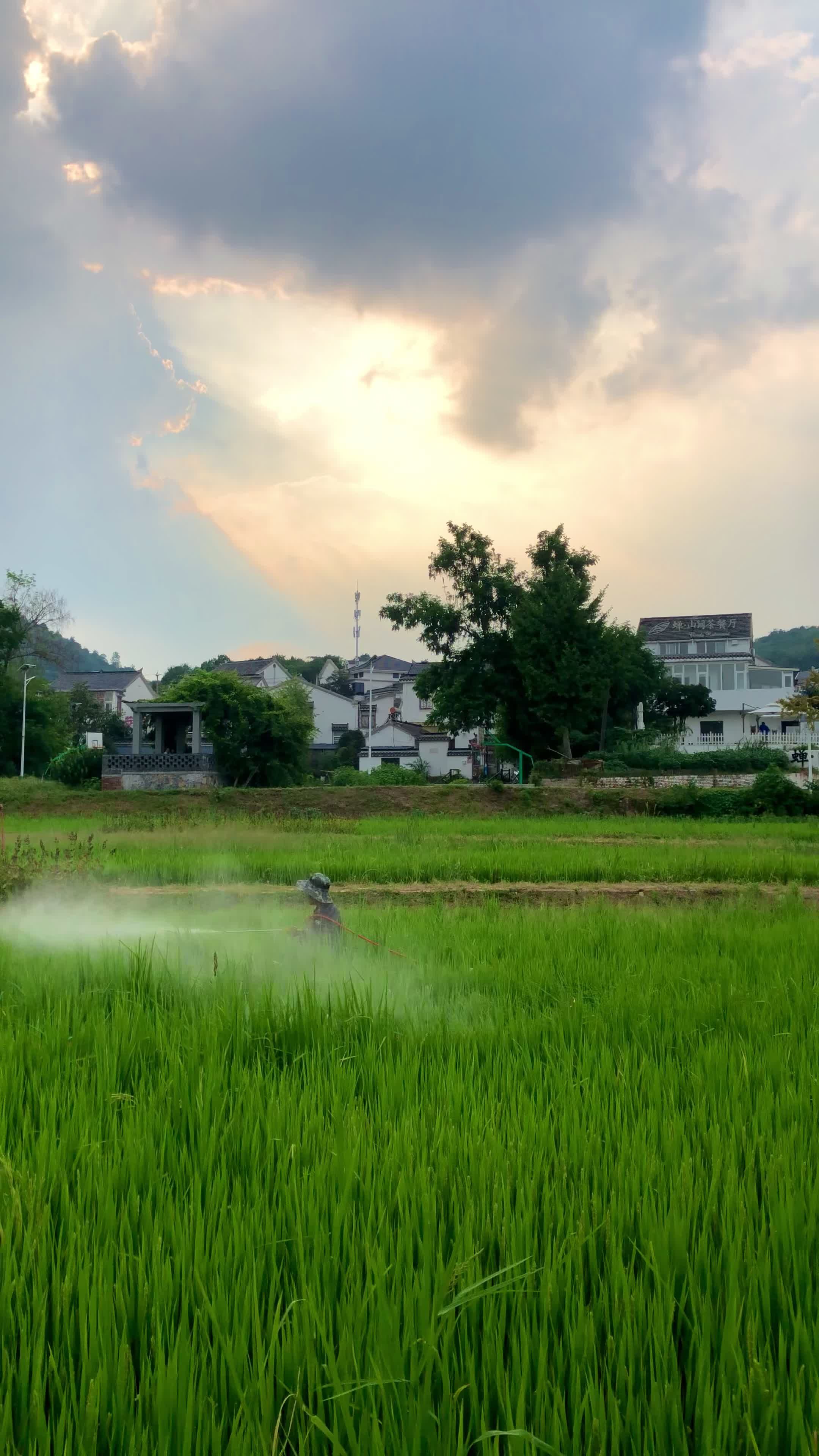 Farmers Spray water on a paddy field at dusk in summer in She village ...