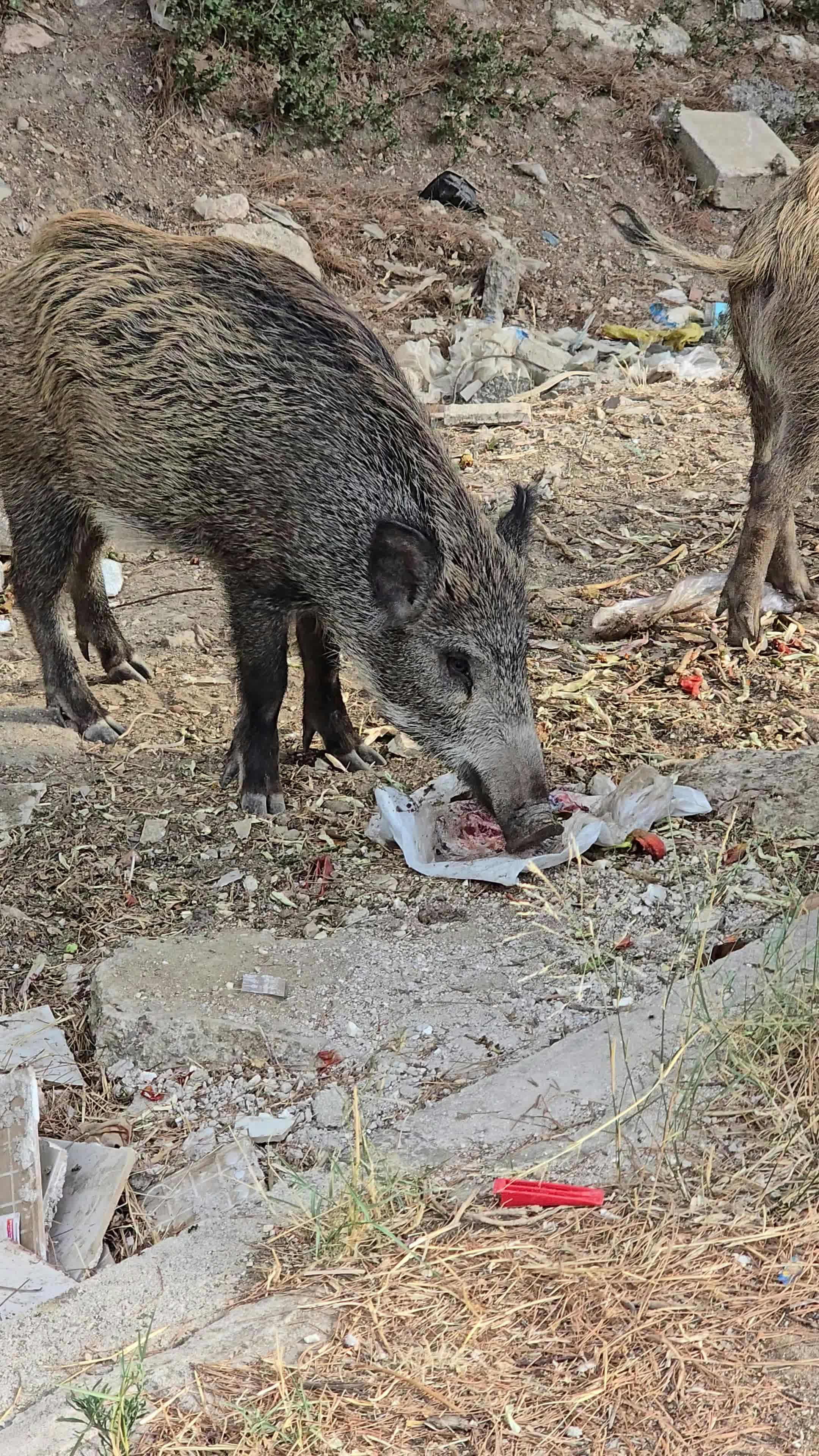 A wild boar is eating food on the ground Free Stock Video Footage ...