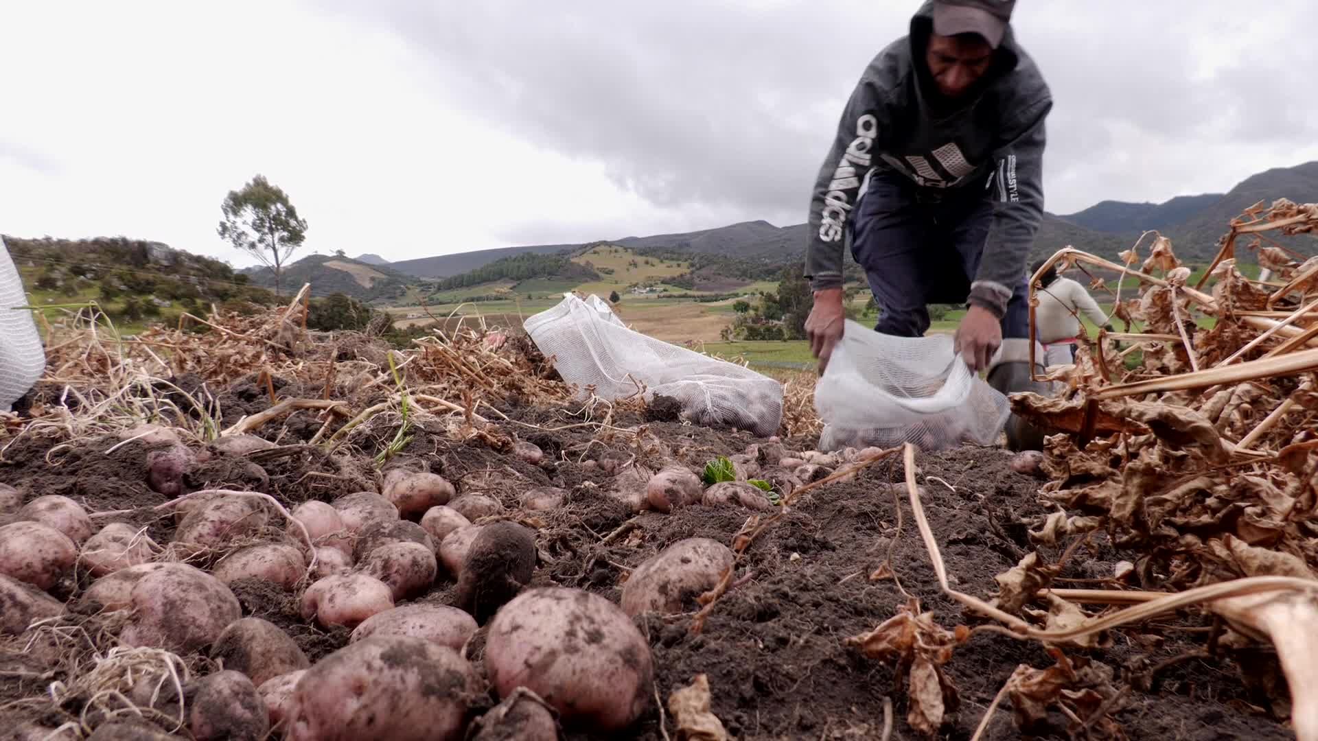Potato Crops Videos, Download The BEST Free 4k Stock Video Footage ...