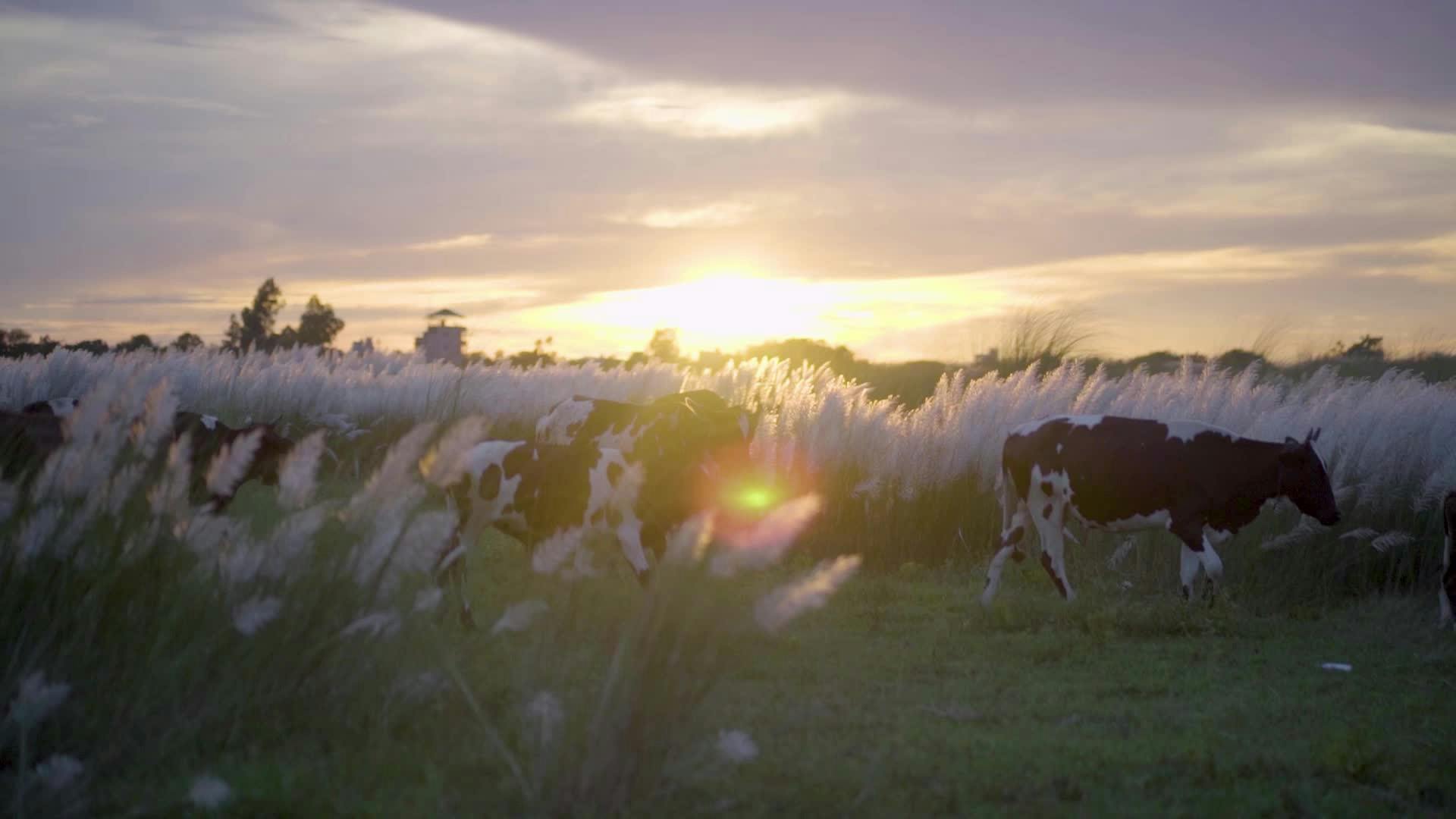 Kash Flower Videos, Download The BEST Free 4k Stock Video Footage ...