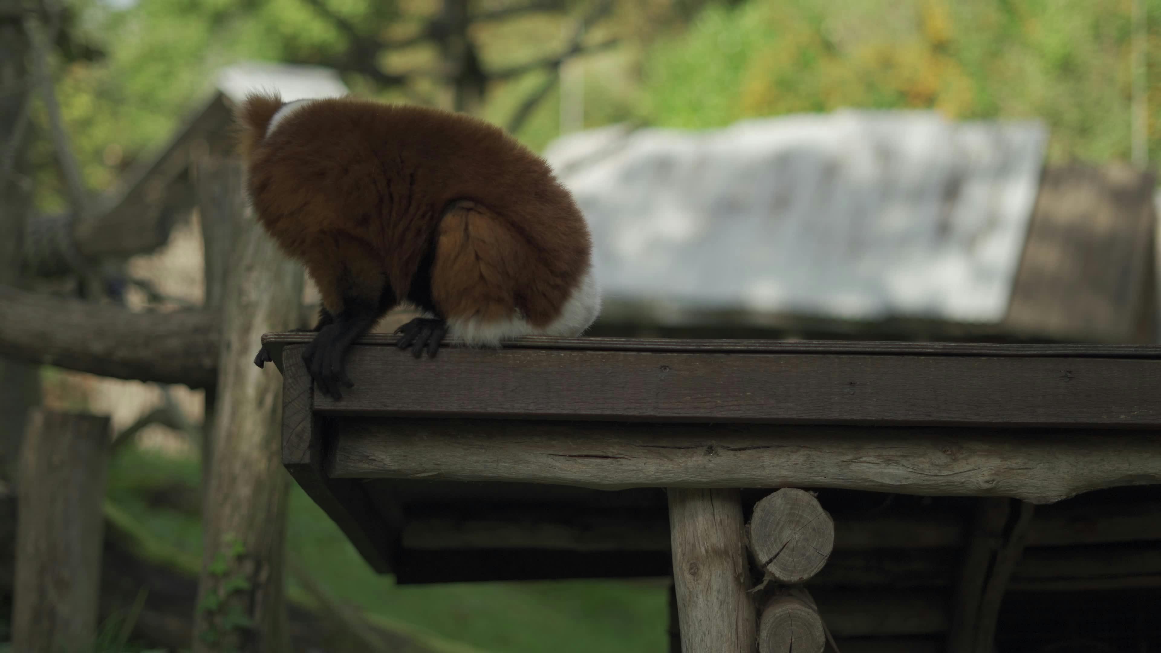 Sprungbereiter Roter Vari, aufmerksam sitzend und guckend, 4K Free ...