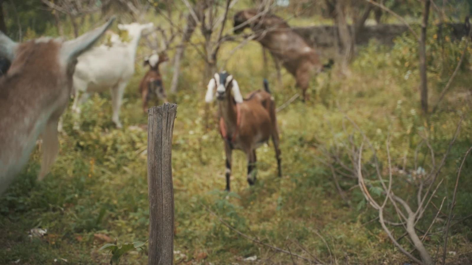 Goat Mating Videos, Download The BEST Free 4k Stock Video Footage ...