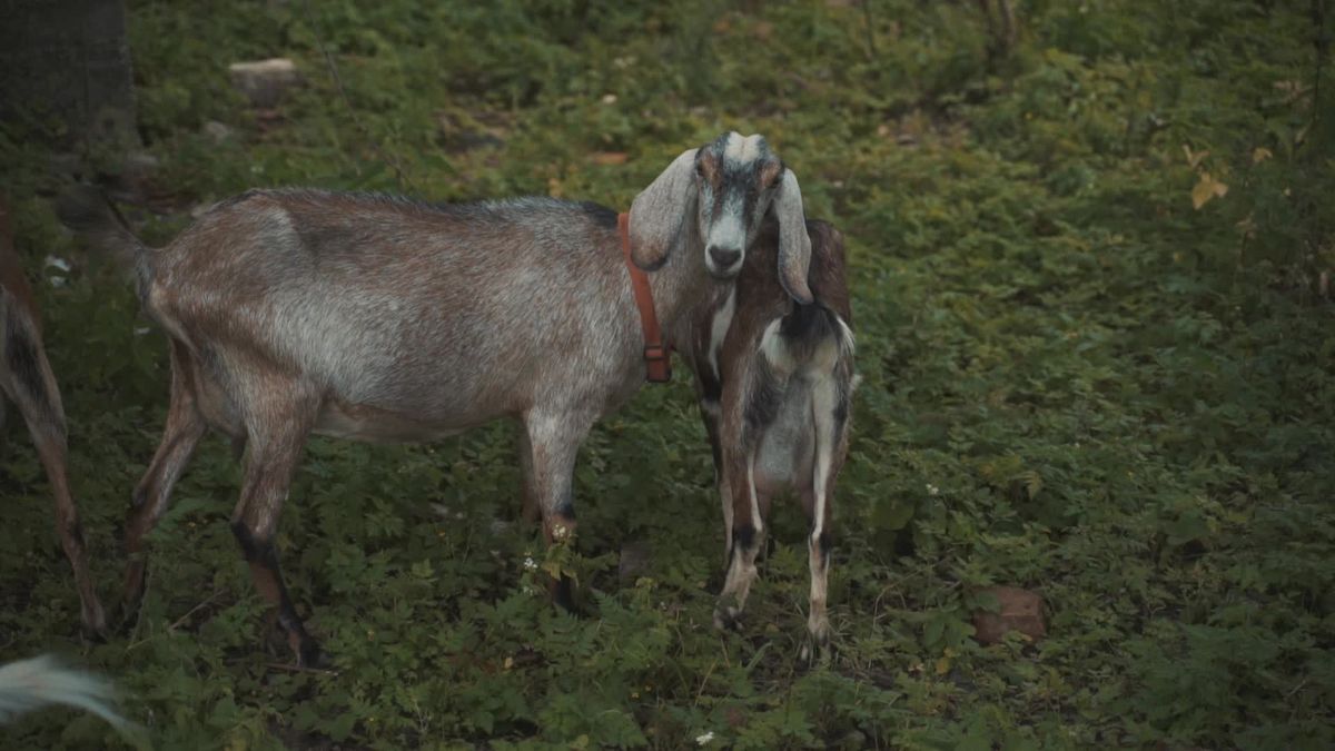 Goat Mating Videos, Download The BEST Free 4k Stock Video Footage ...