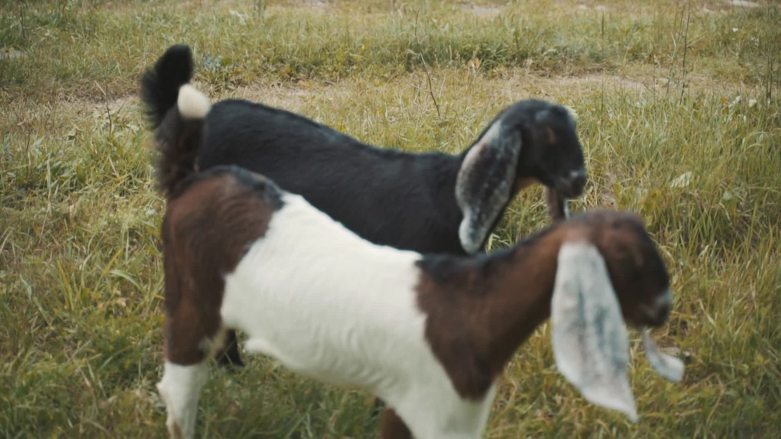 Goat Mating Videos, Download The BEST Free 4k Stock Video Footage ...