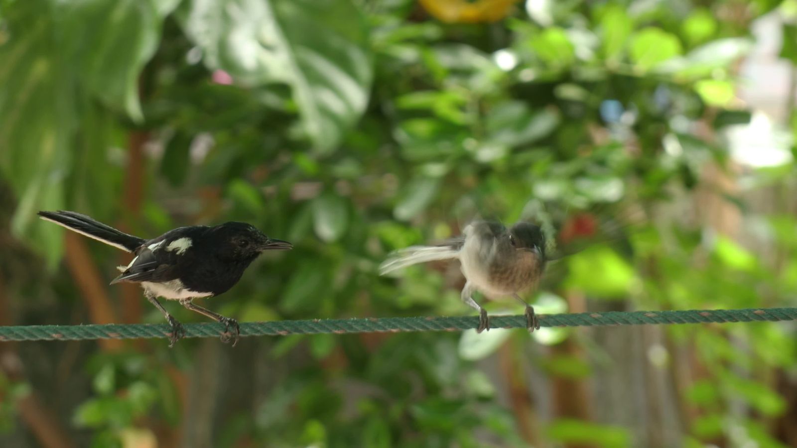 Dancing Birds Videos, Download The BEST Free 4k Stock Video Footage ...