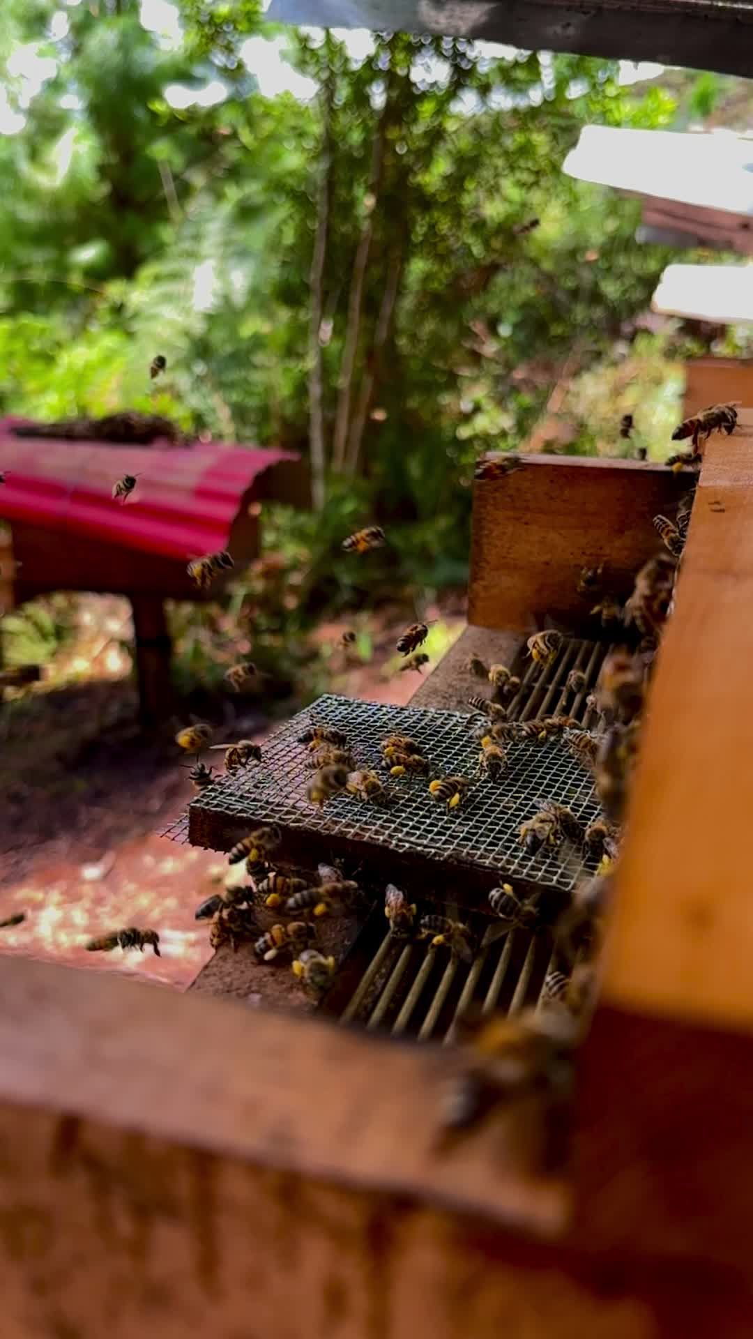 Vídeos de stock gratuitos sobre abeja, agricultura, al aire libre ...