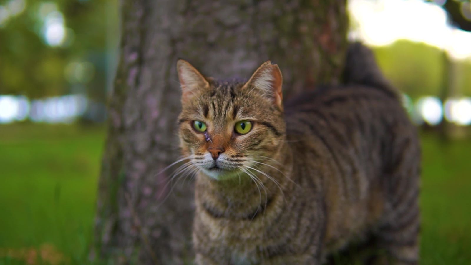 Cat Videos Videos, Download The BEST Free 4k Stock Video Footage & Cat ...