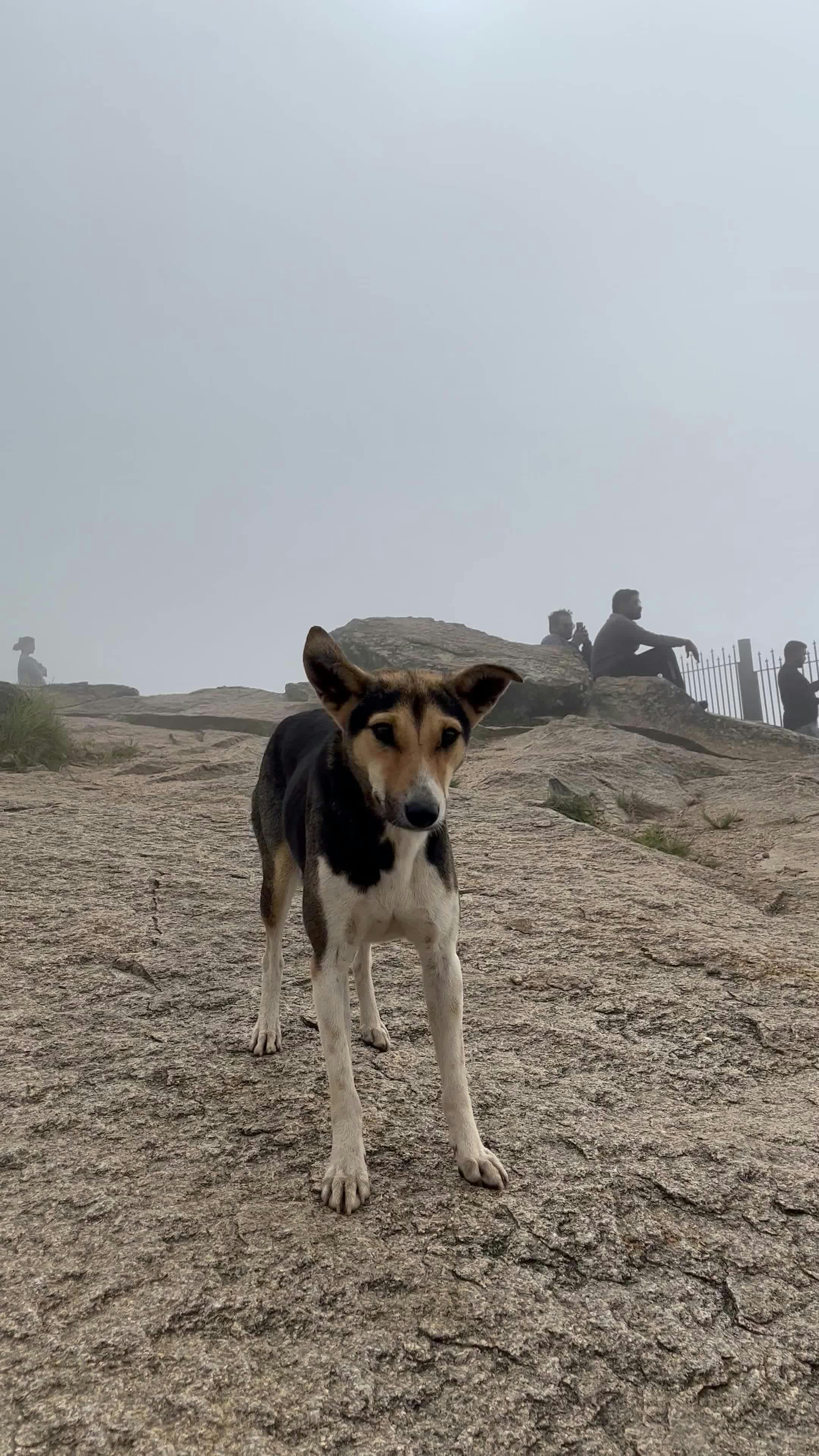 Tangled Dog Videos, Download The BEST Free 4k Stock Video Footage ...