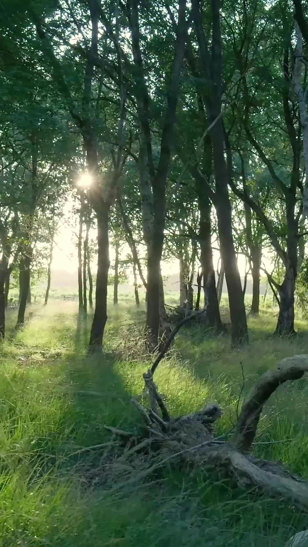 The Long Trunks Of Tall Trees In The Forest Free Stock Video Footage ...