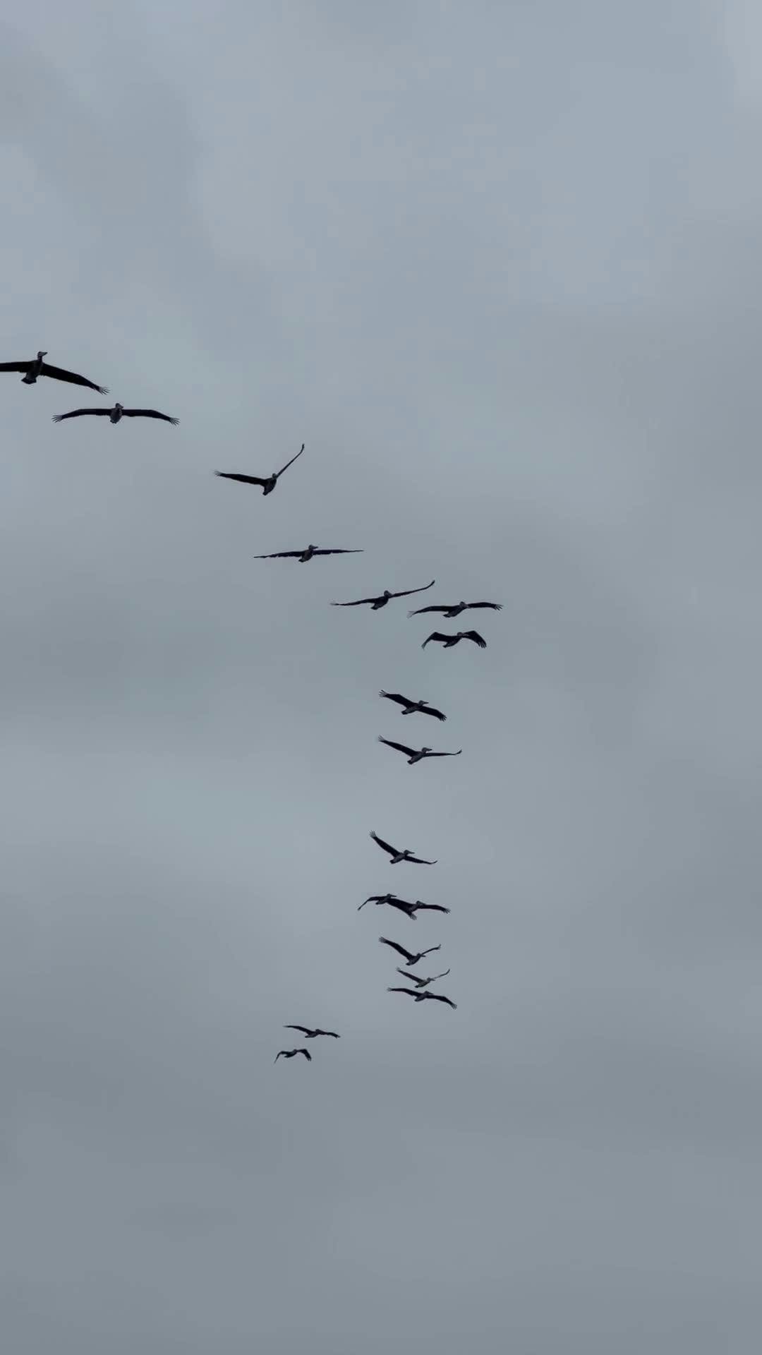 Flock Of Birds In A Murmuration Flight Free Stock Video Footage ...