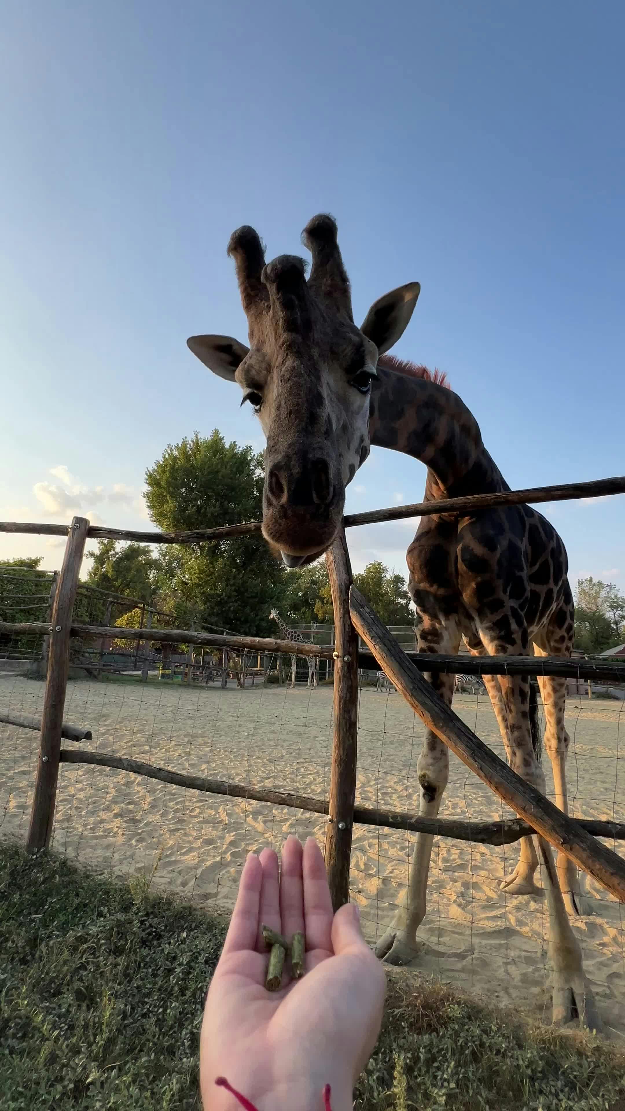 Zoo Animal Videos, Download The BEST Free 4k Stock Video Footage & Zoo ...