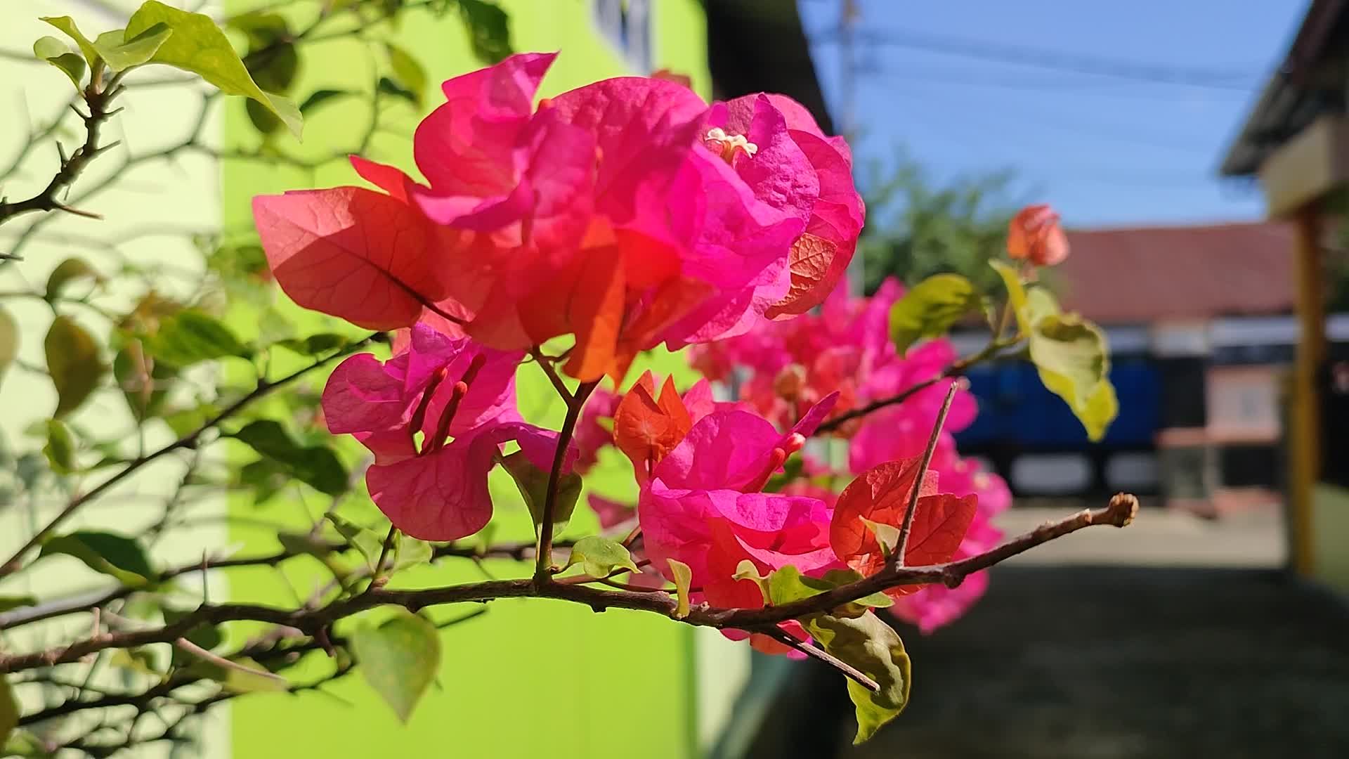Red bugenvil flower Free Stock Video Footage, Royalty-Free 4K & HD ...