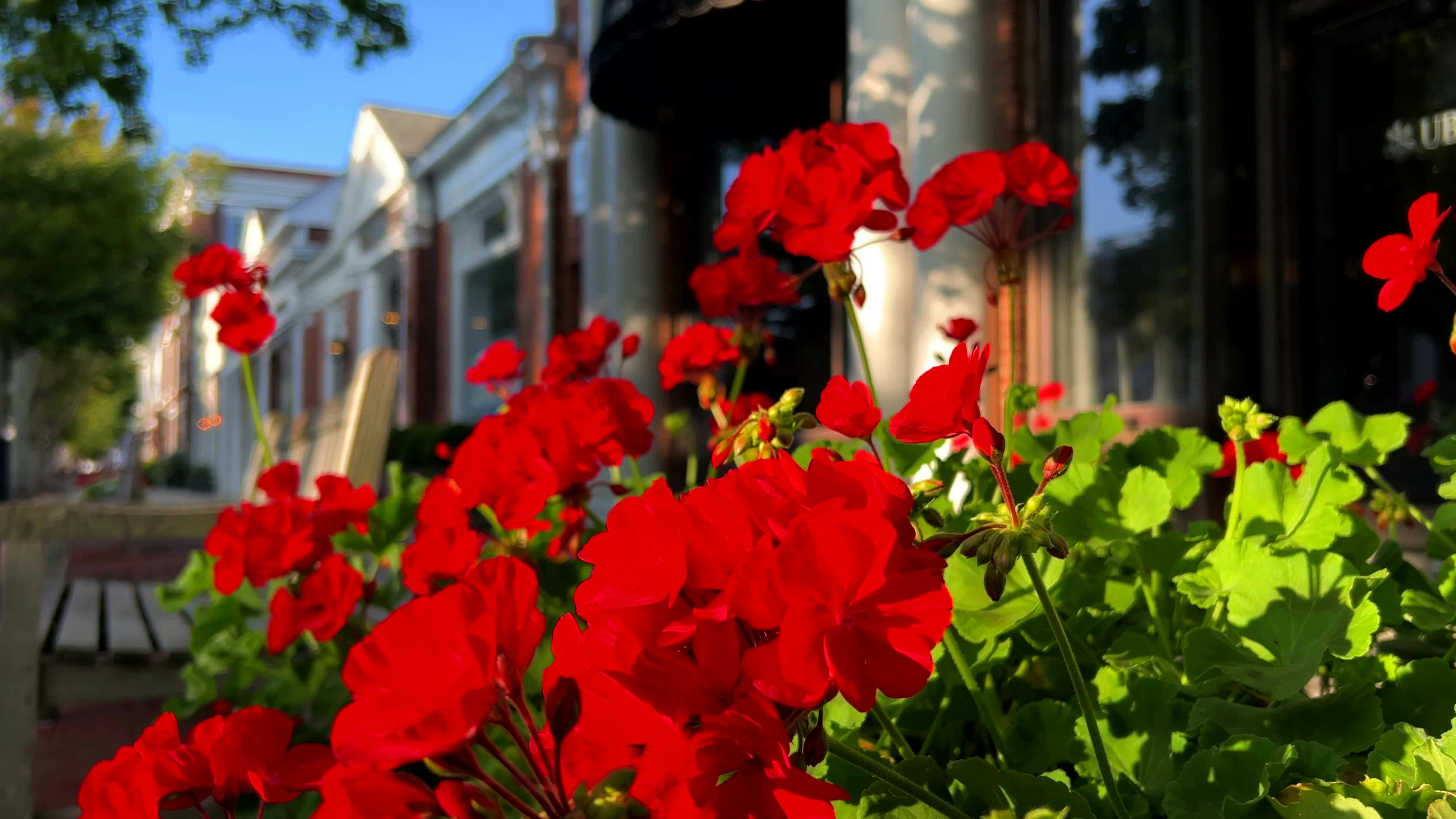 Spikey Geranium Videos, Download The BEST Free 4k Stock Video Footage ...