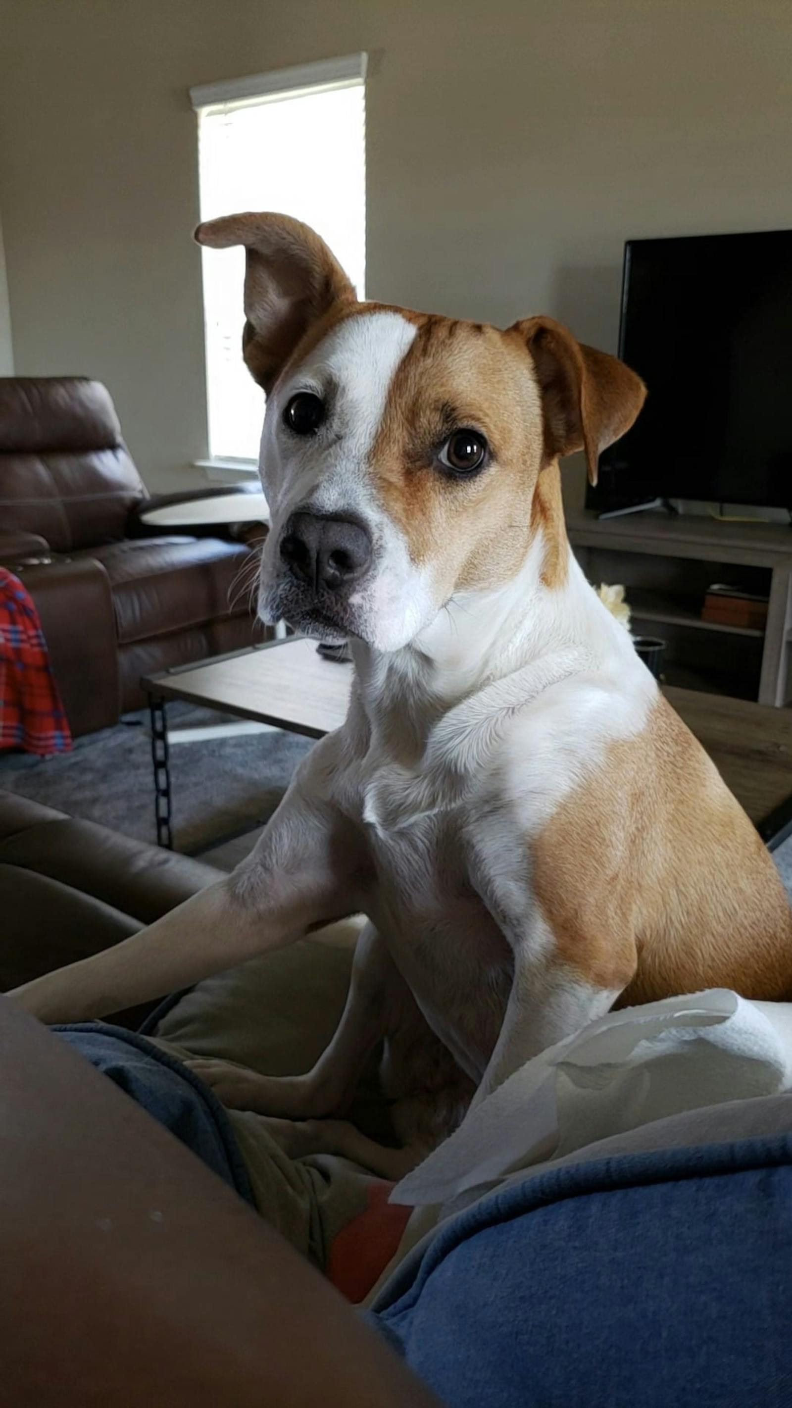 Bf Dog Videos, Download The BEST Free 4k Stock Video Footage & Bf Dog ...