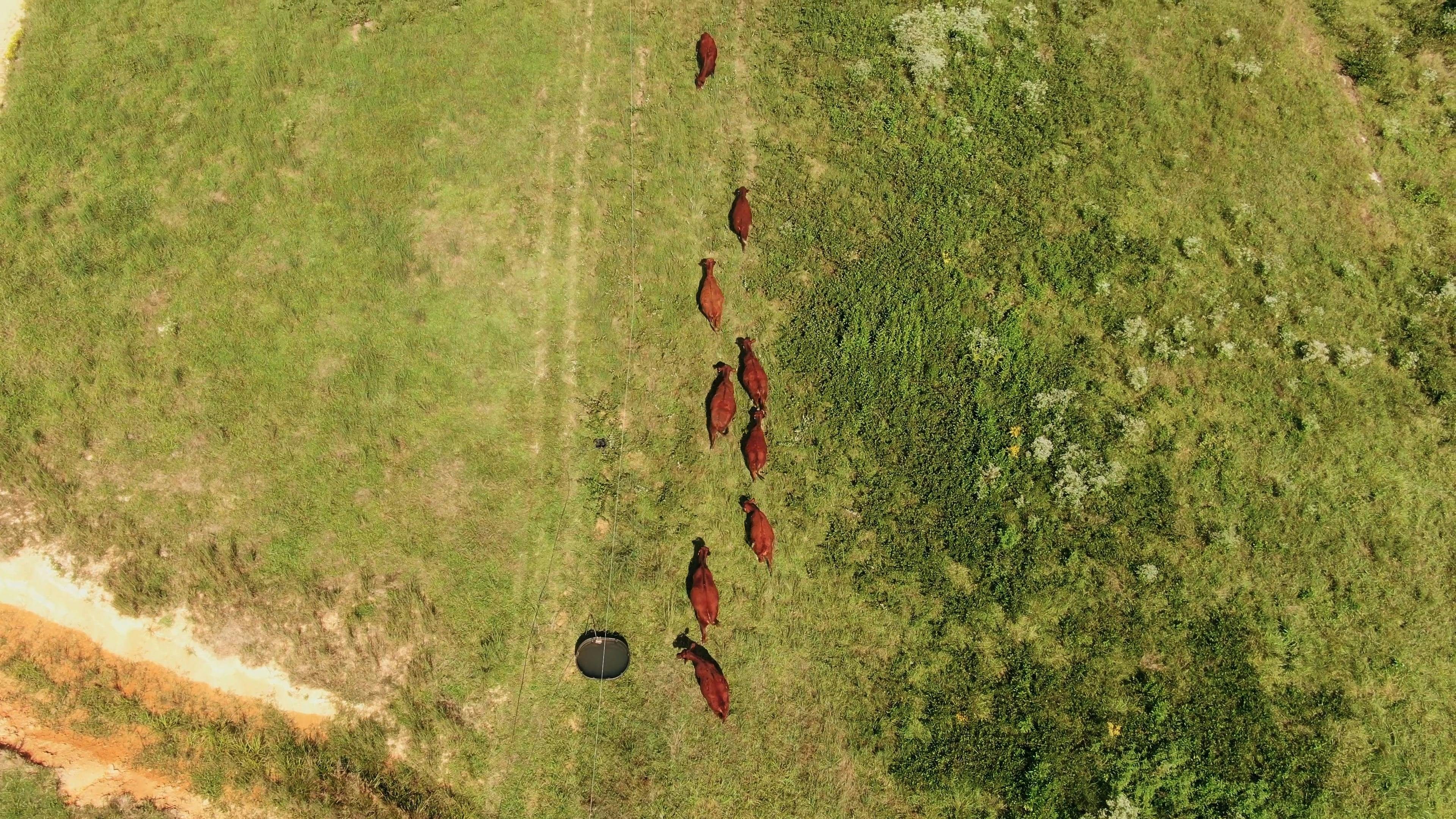 Aerial View Of Animals Walking On Grassland · Free Stock Video