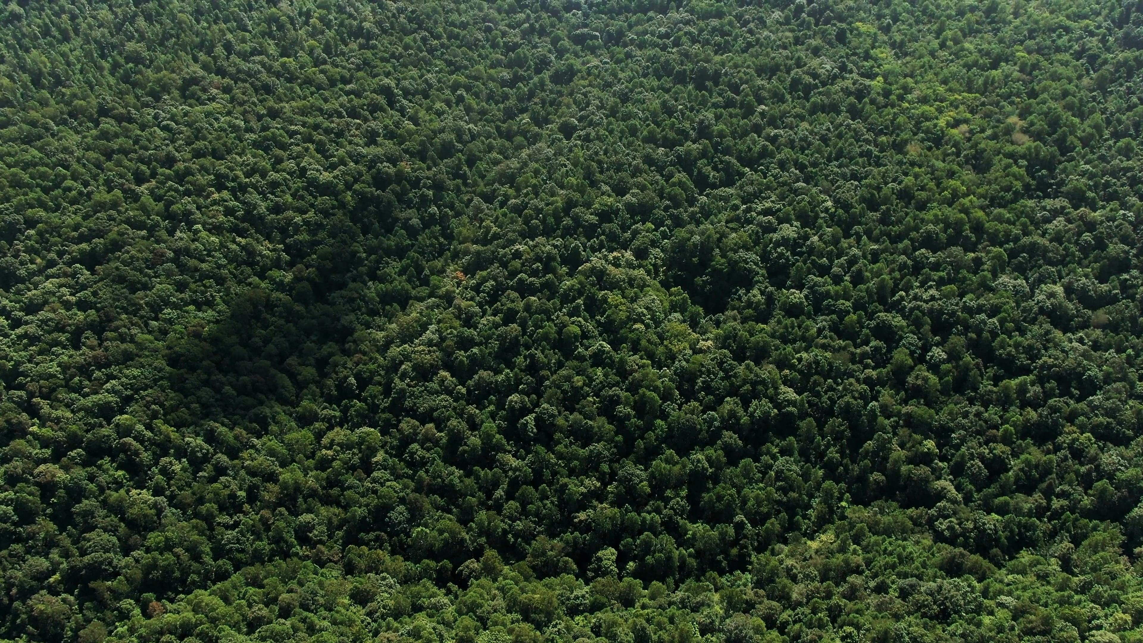 Aerial Footage Of A Thick Forest · Free Stock Video