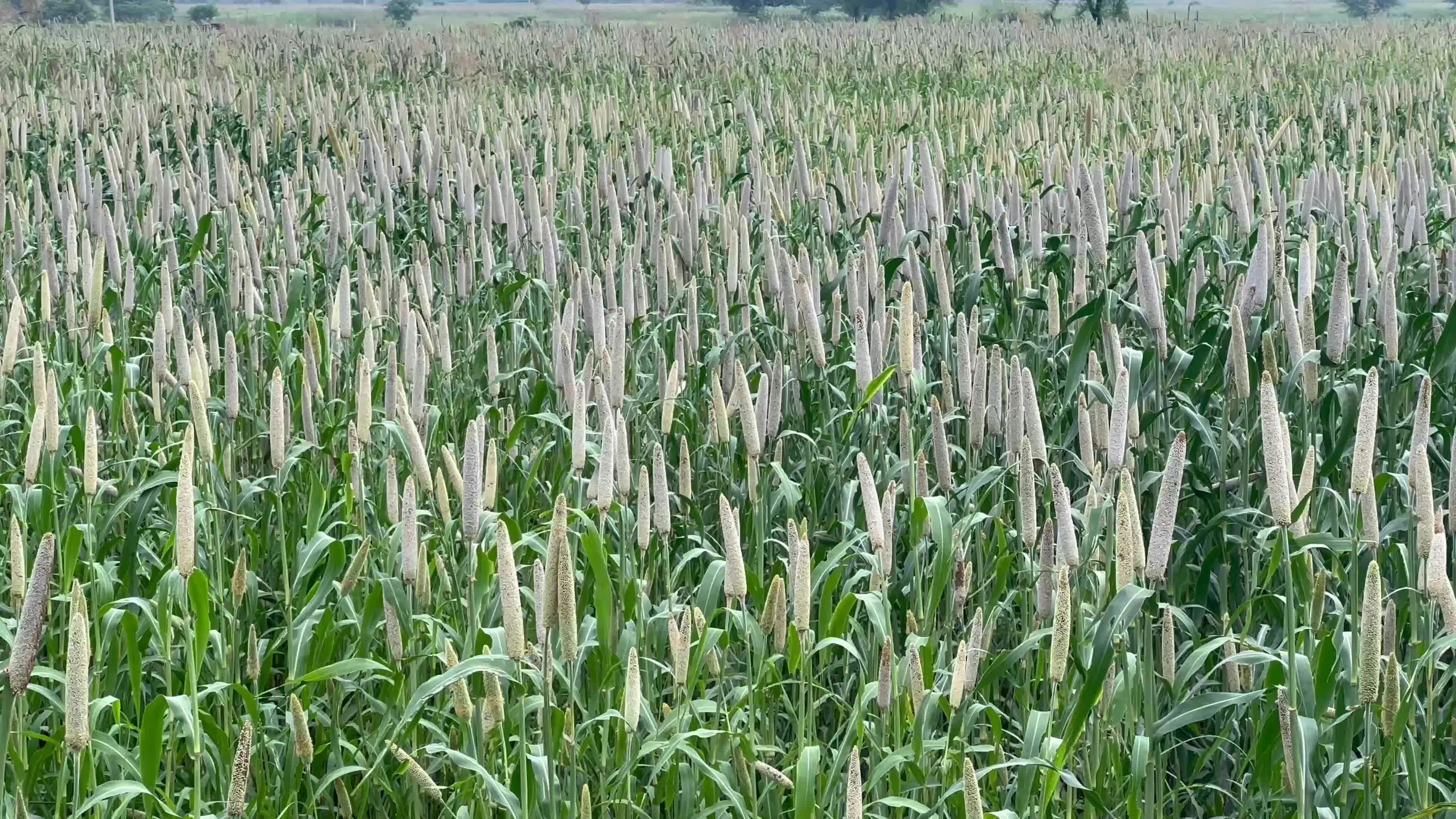 Pearl millet filed in india Free Stock Video Footage, Royalty-Free 4K ...