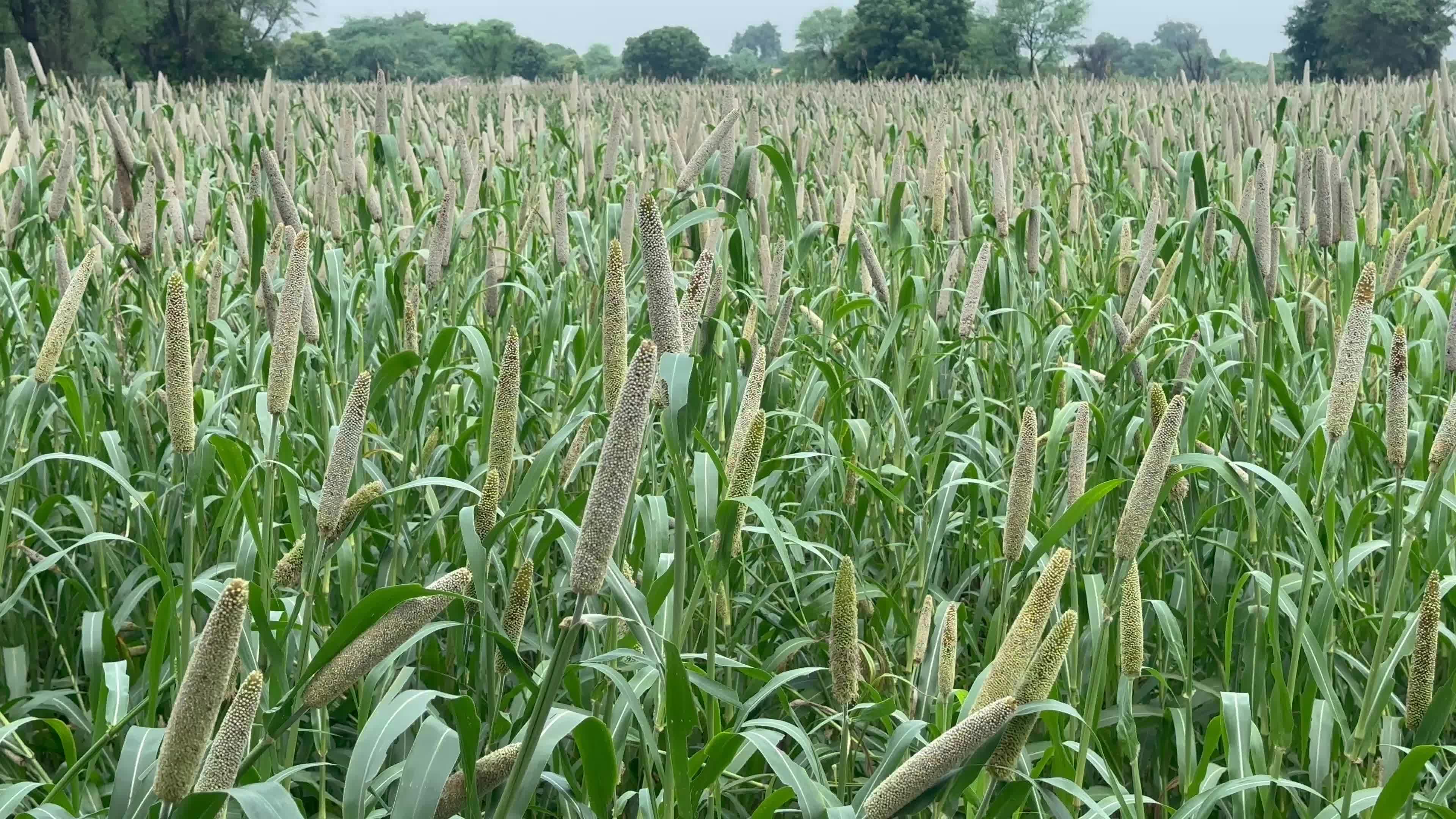 Millet Varieties In Kenya Crops Videos, Download The BEST Free 4k Stock ...